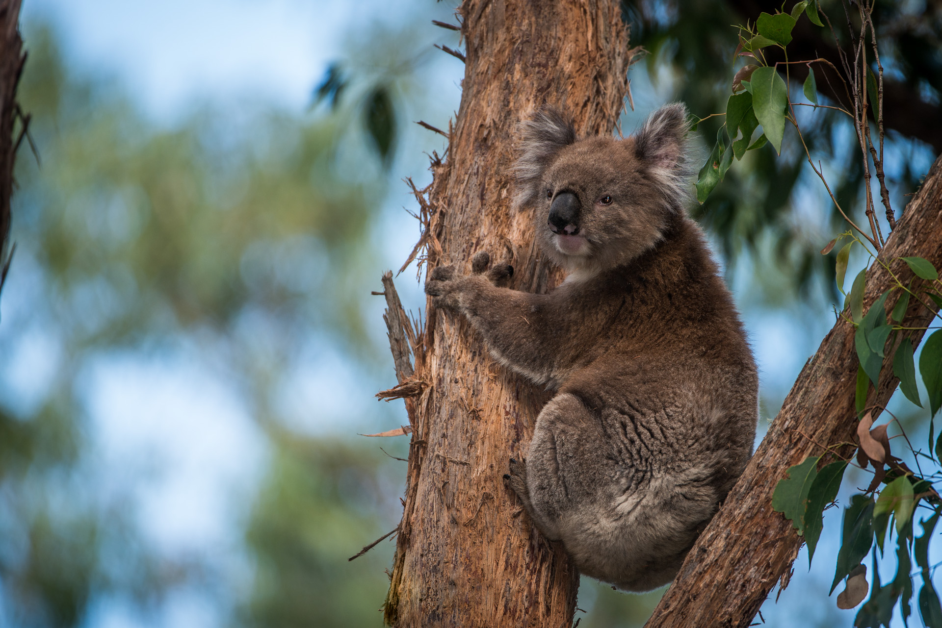 Download Animal Koala HD Wallpaper by Scott Trageser