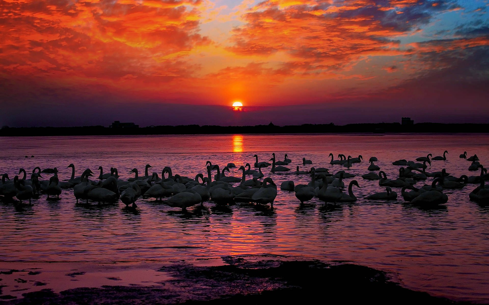 Majestic Swan Sunset Over Serene Lake | HD Animal Wallpaper | 1920x1200 ...