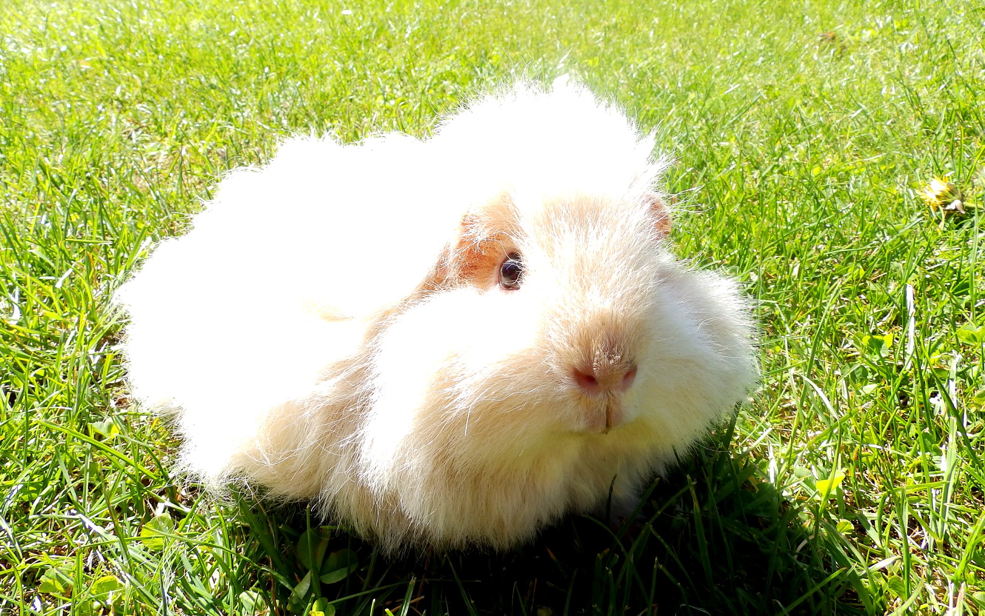Animal Guinea Pig HD Wallpaper by egoshootersucht