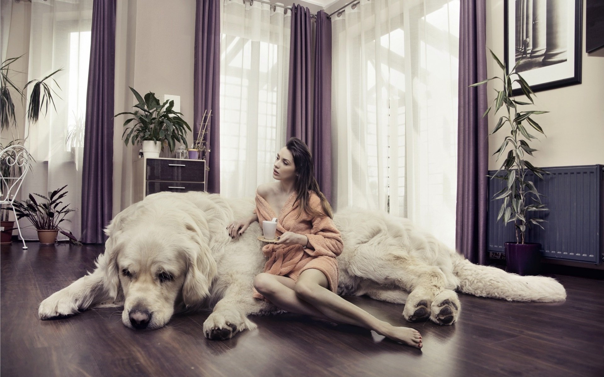 Download Dog Photography Manipulation HD Wallpaper