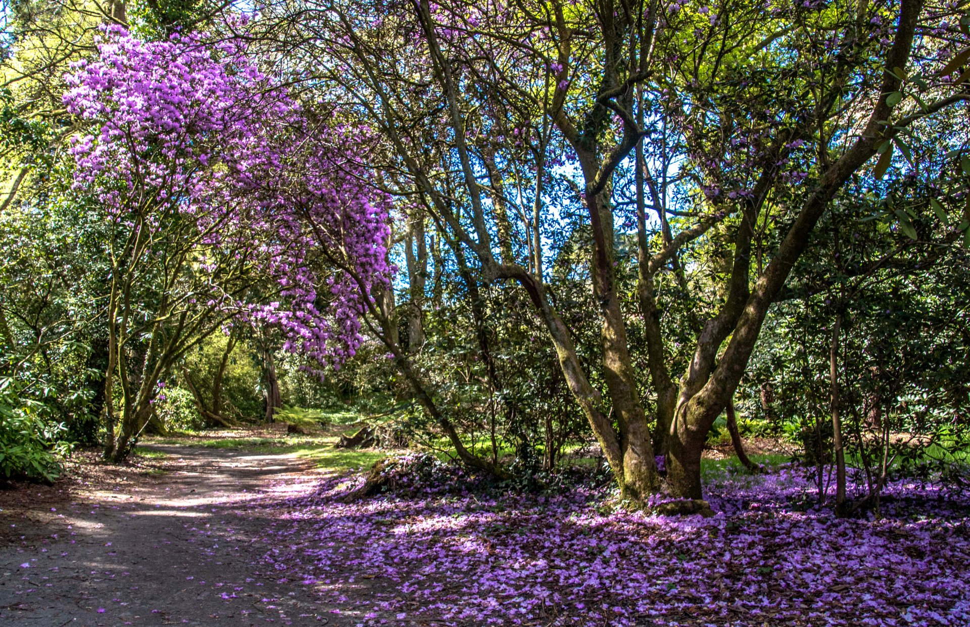 Spring Blossom Serenity: HD Nature Tree Wallpaper
