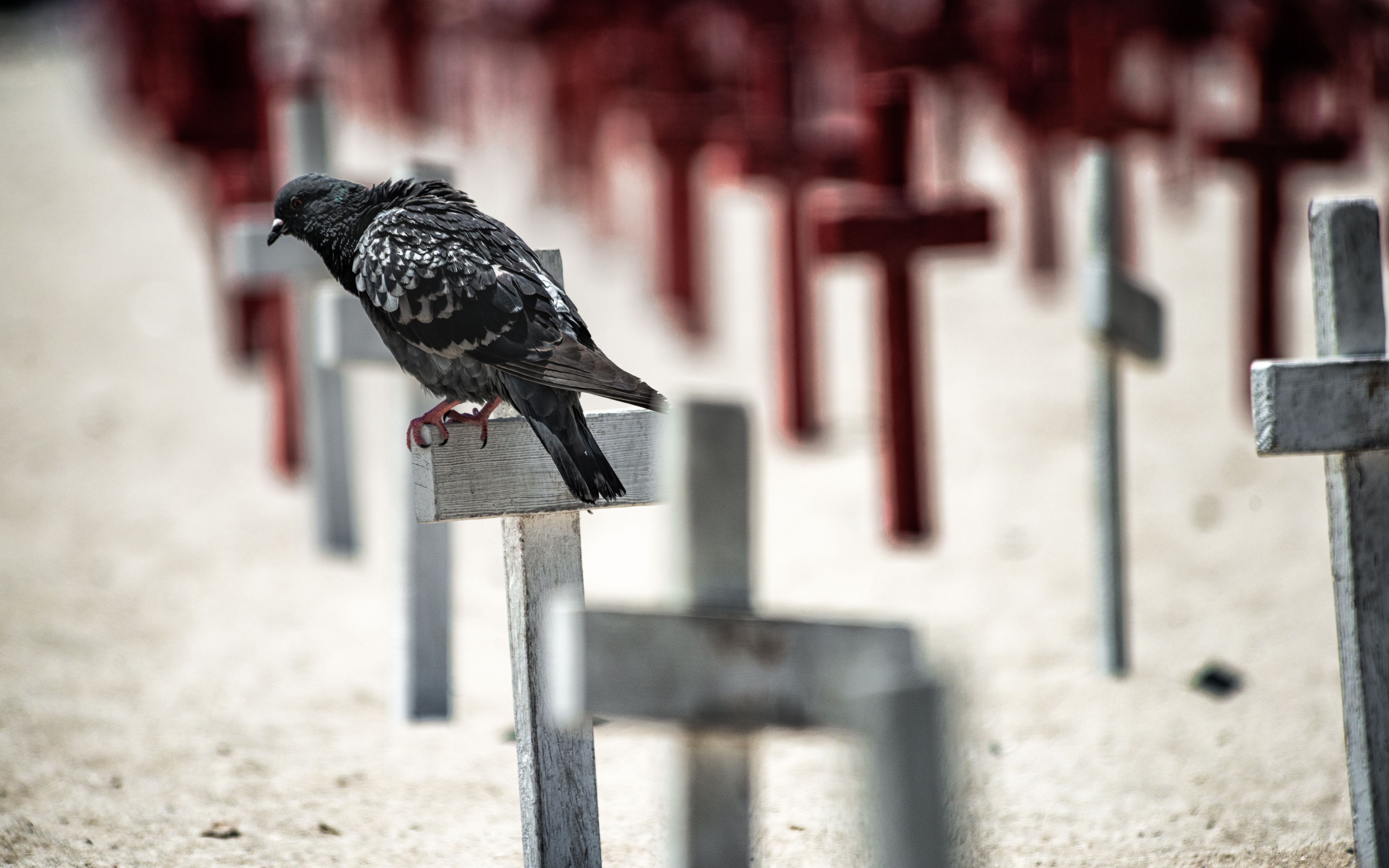 Download Cross Blur Bird Animal Pigeon 4k Ultra HD Wallpaper