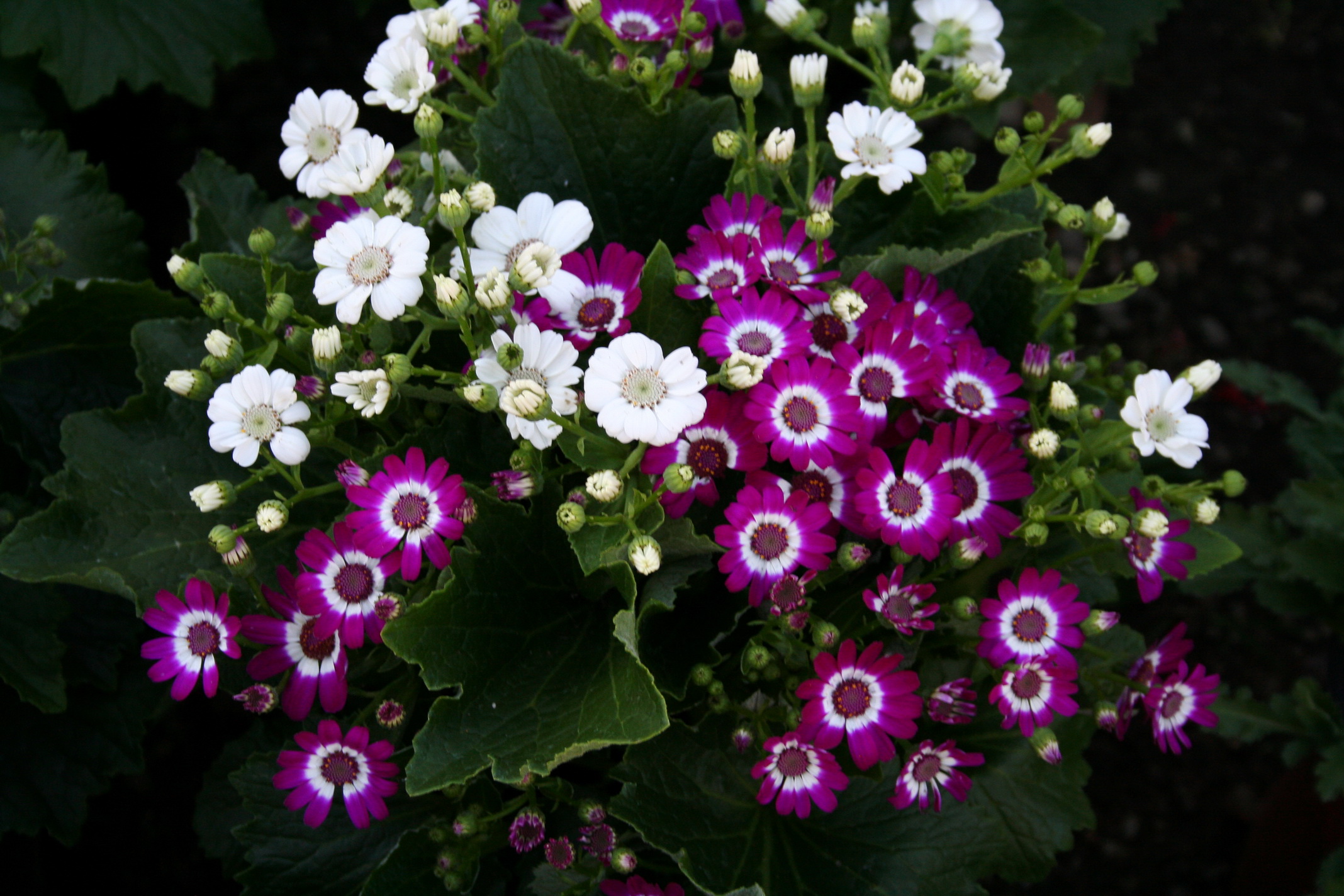 Download Purple Flower White Flower Leaf Cineraria Nature Flower HD ...