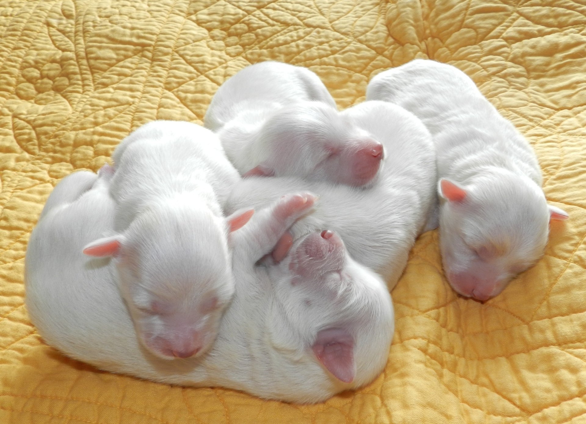 Adorable White Puppy Pile HD – Cute Baby Dogs Snuggled in Soft Comfort