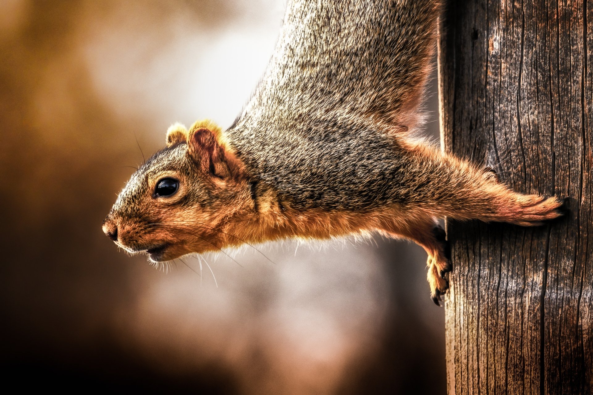 Download Rodent Animal Squirrel 4k Ultra HD Wallpaper