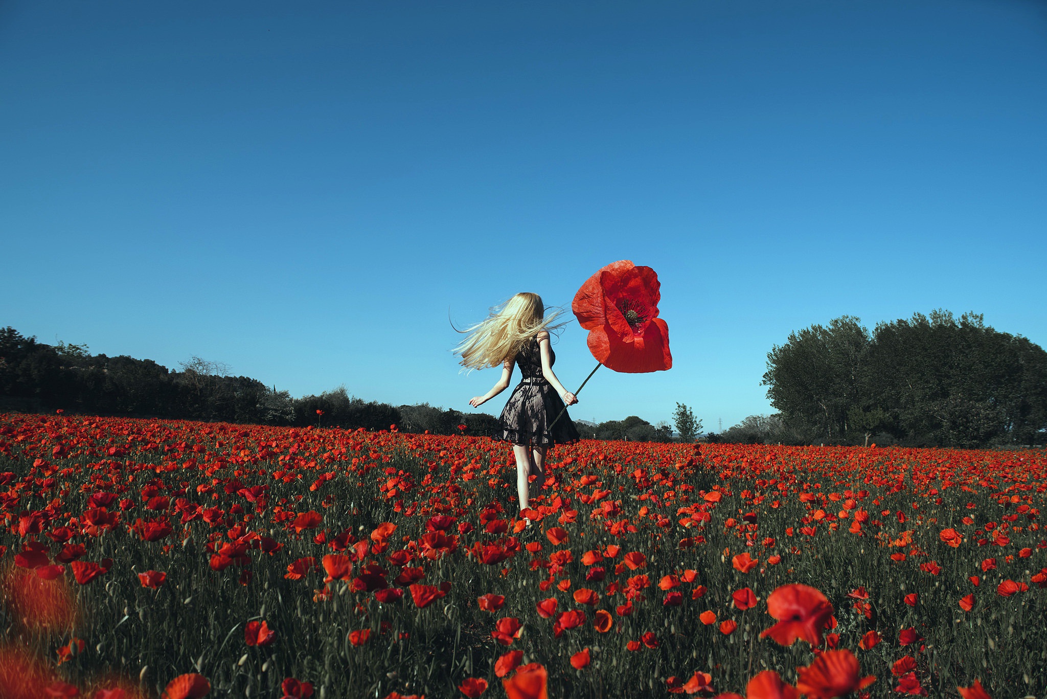Download Dress Poppy Red Flower Blonde Rear Field Summer Photography ...