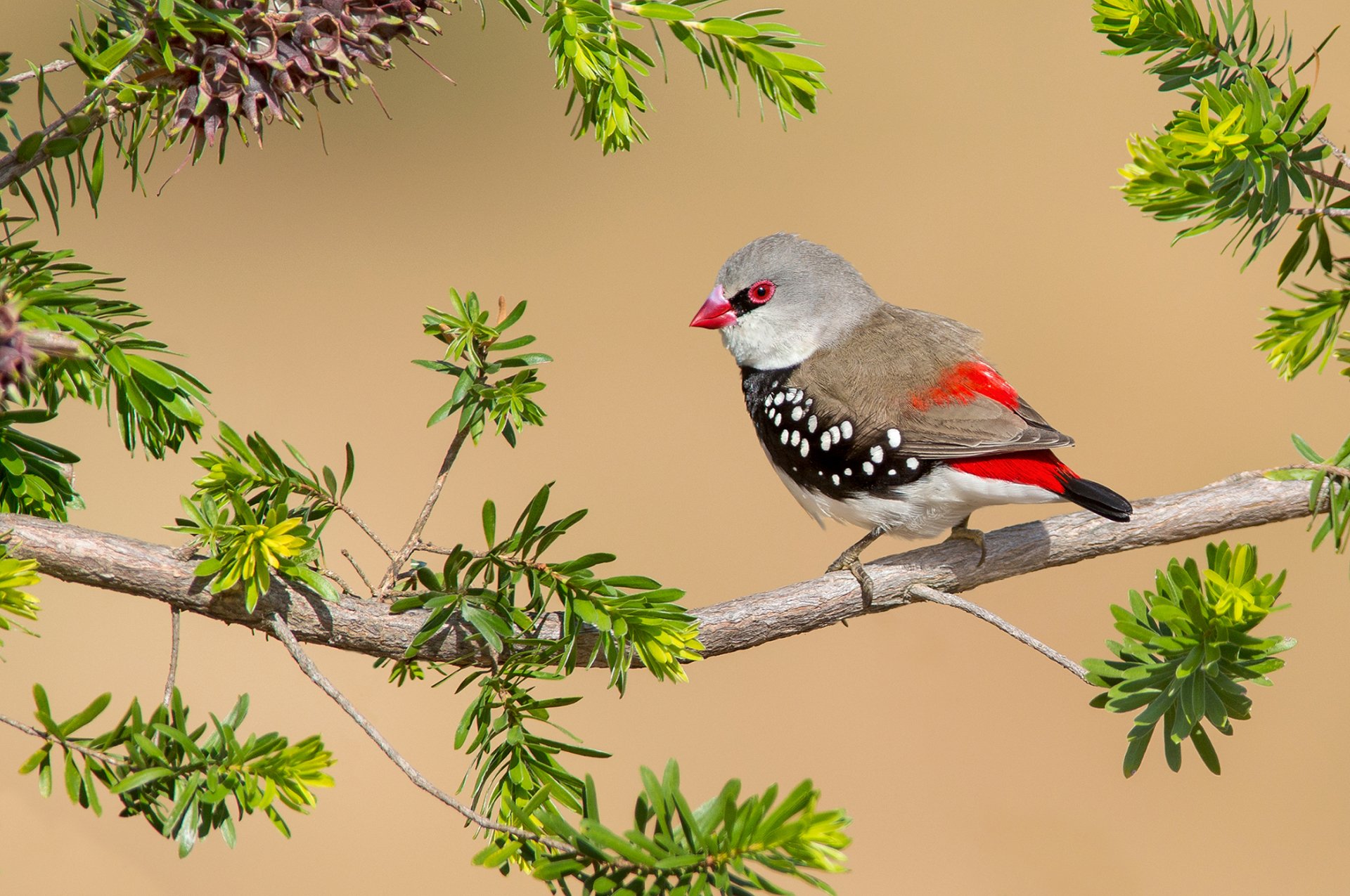 Diamond firetail (Stagonopleura guttata)