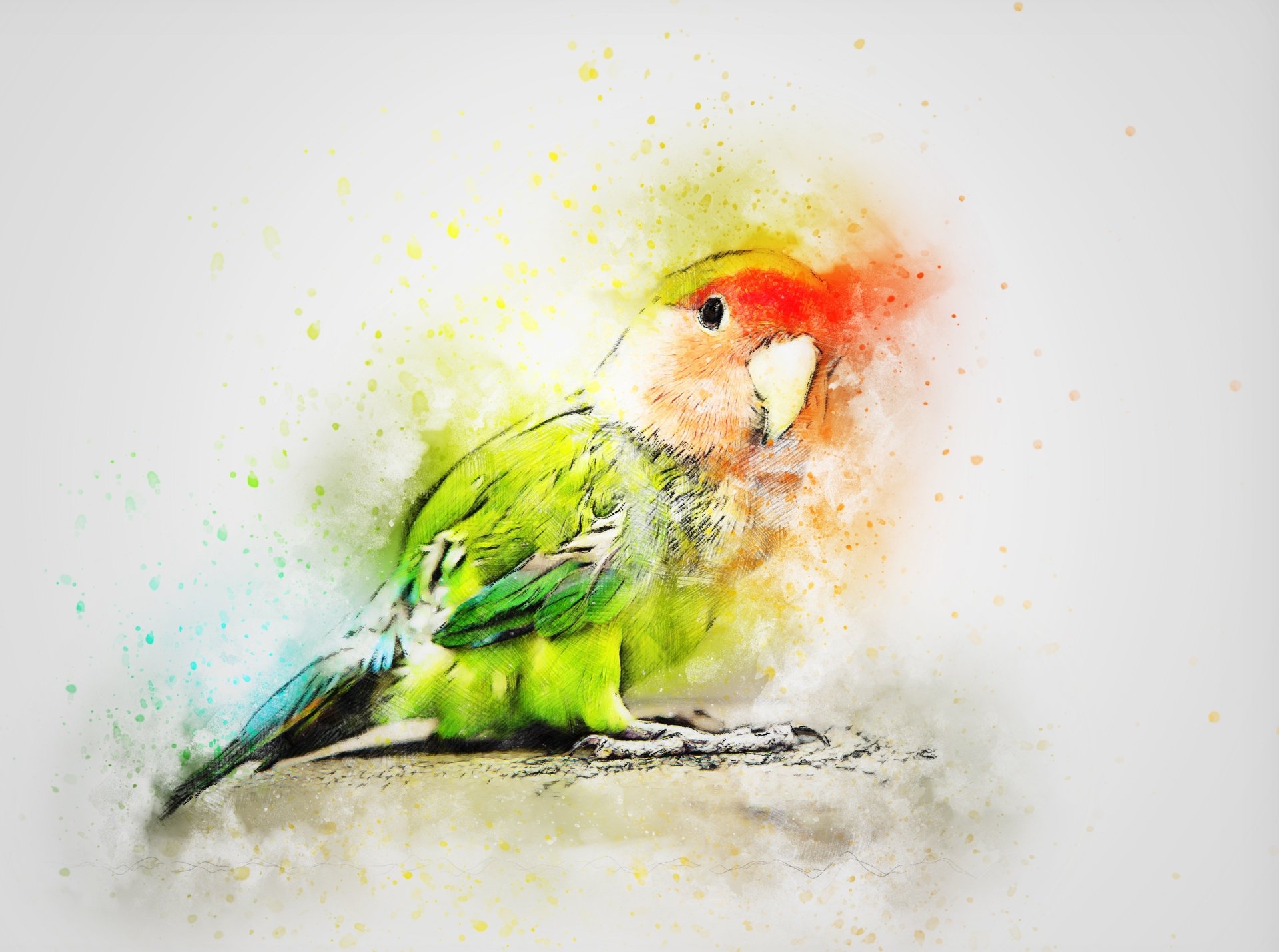 Download Watercolor Bird Parrot Animal Artistic HD Wallpaper