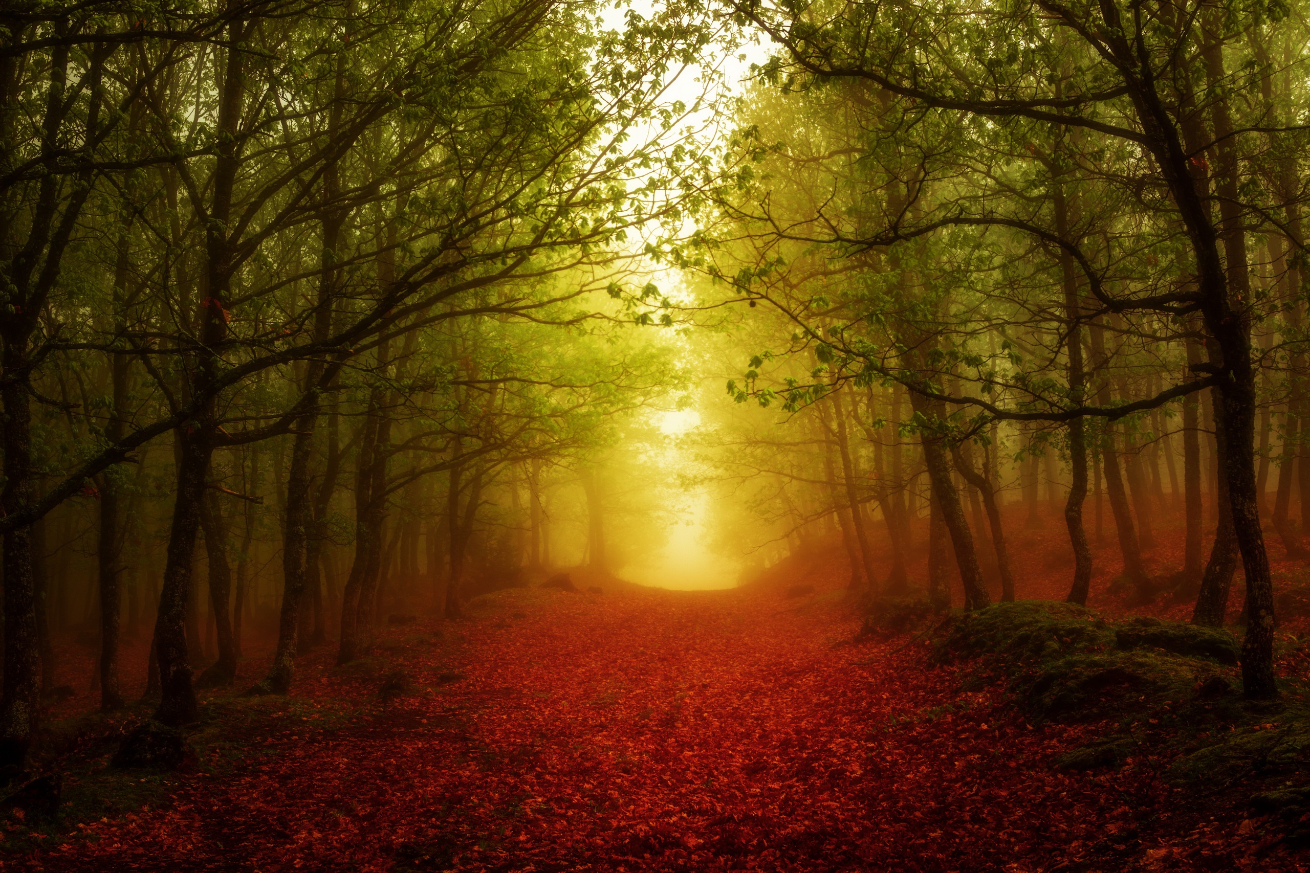 Download Tree Fall Path Forest Nature Fog HD Wallpaper