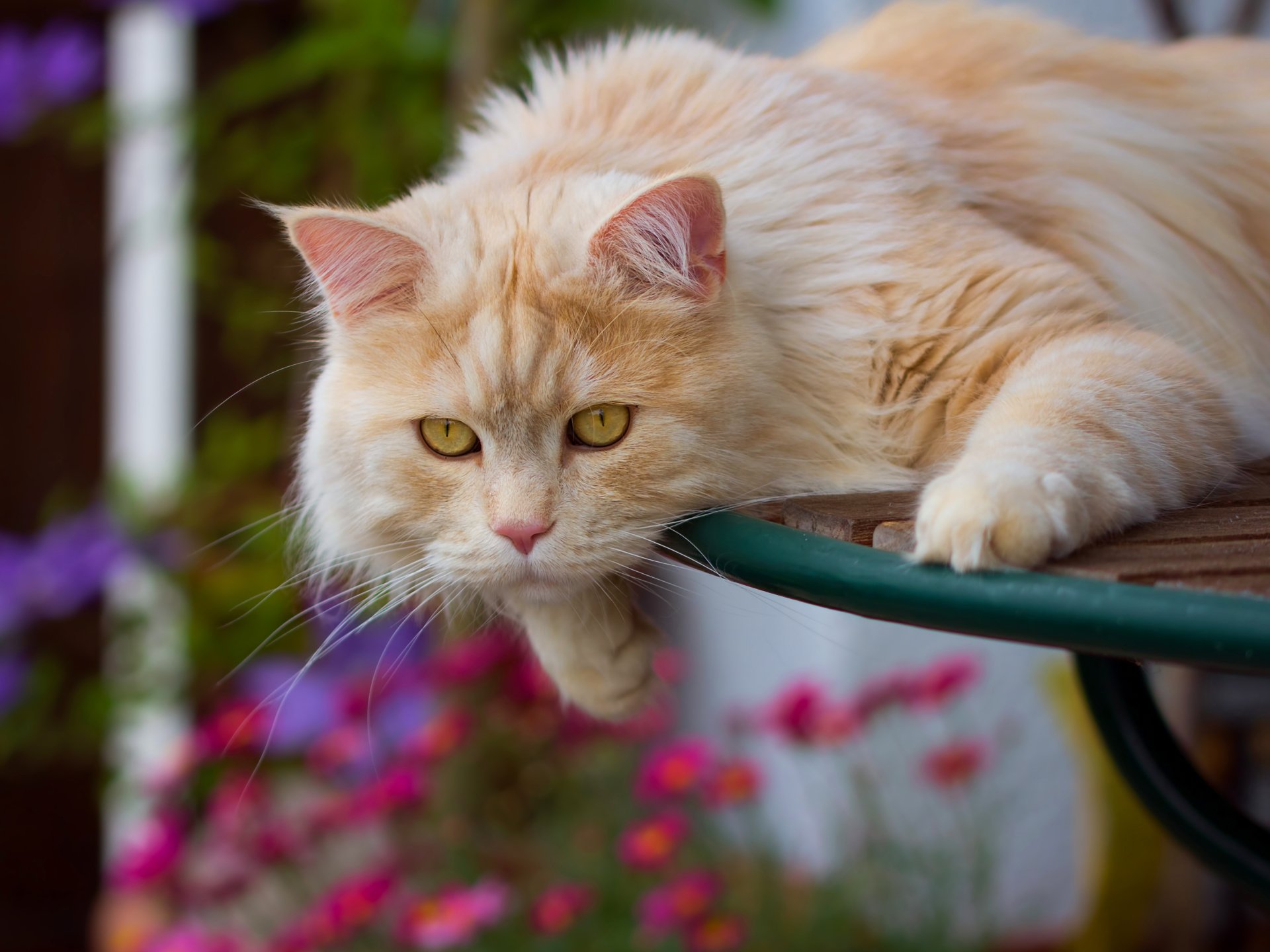 Pretty Cat