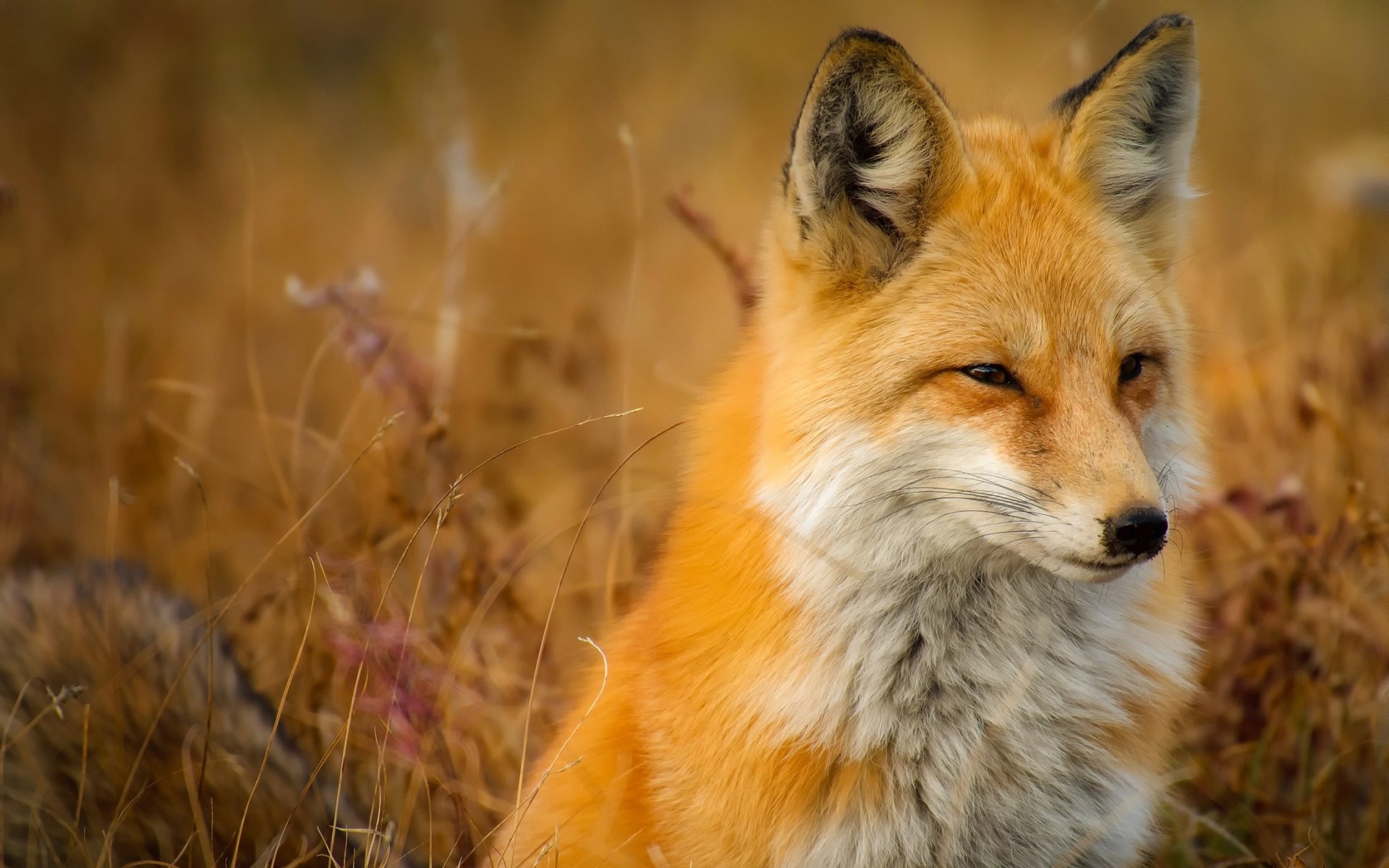 Fox Animal Wallpapers Ndash