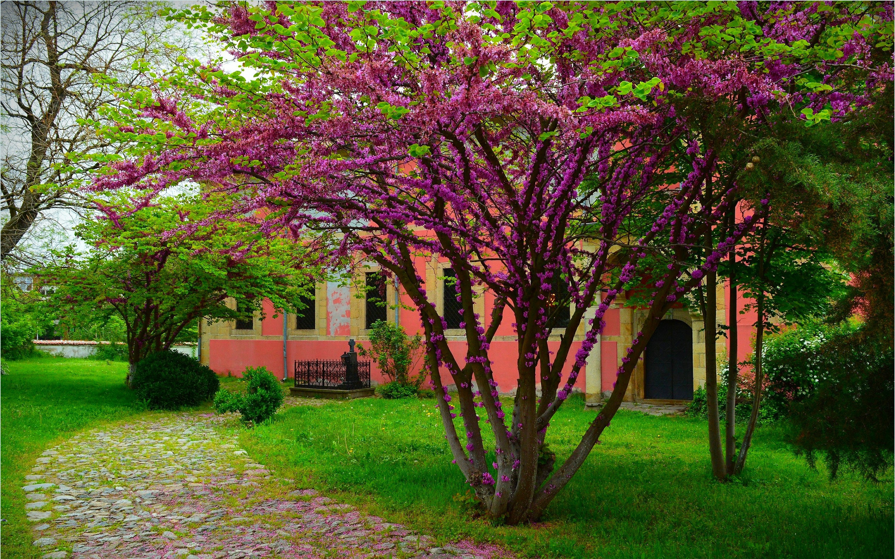 Spring Blossom by the House - HD Wallpaper