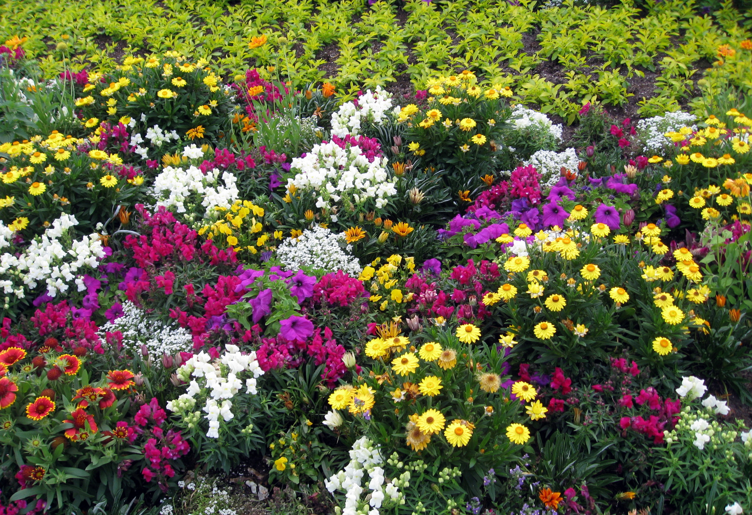 Download Colorful Colors Spring Garden Nature Flower HD Wallpaper
