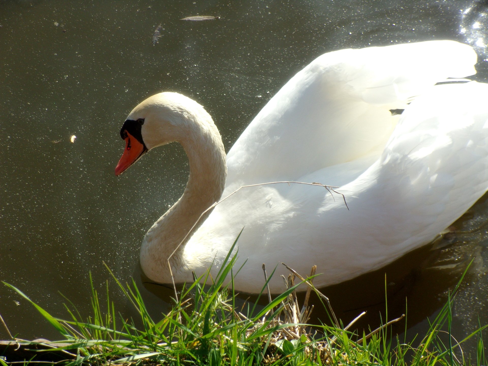 Animal Mute swan 4k Ultra HD Wallpaper by jastated