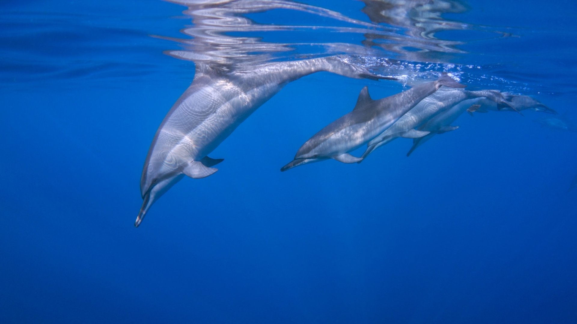 HD Blue Depths: Graceful Dolphins in Their Underwater World