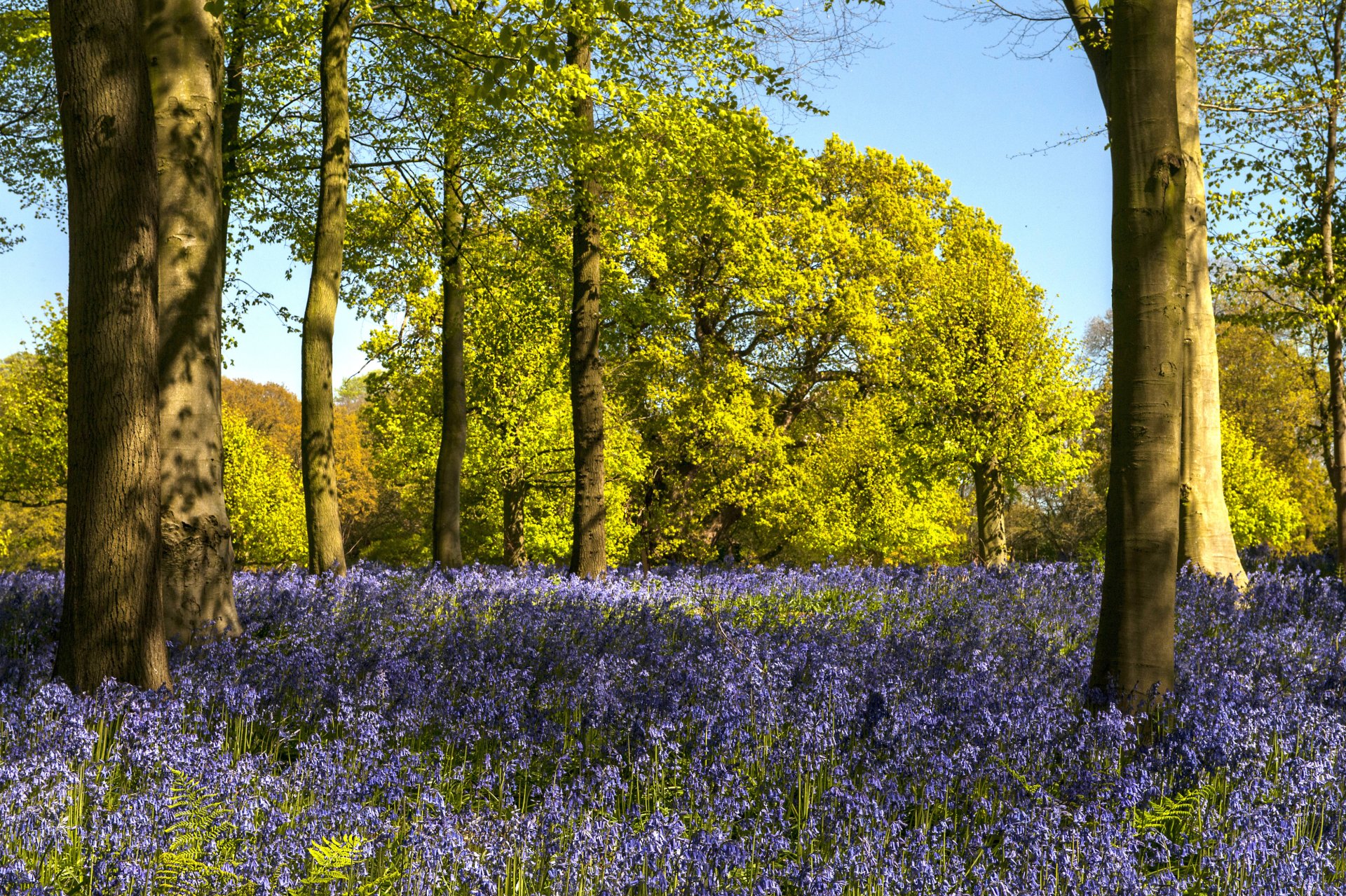 Download Purple Flower Forest Spring Nature Flower HD Wallpaper
