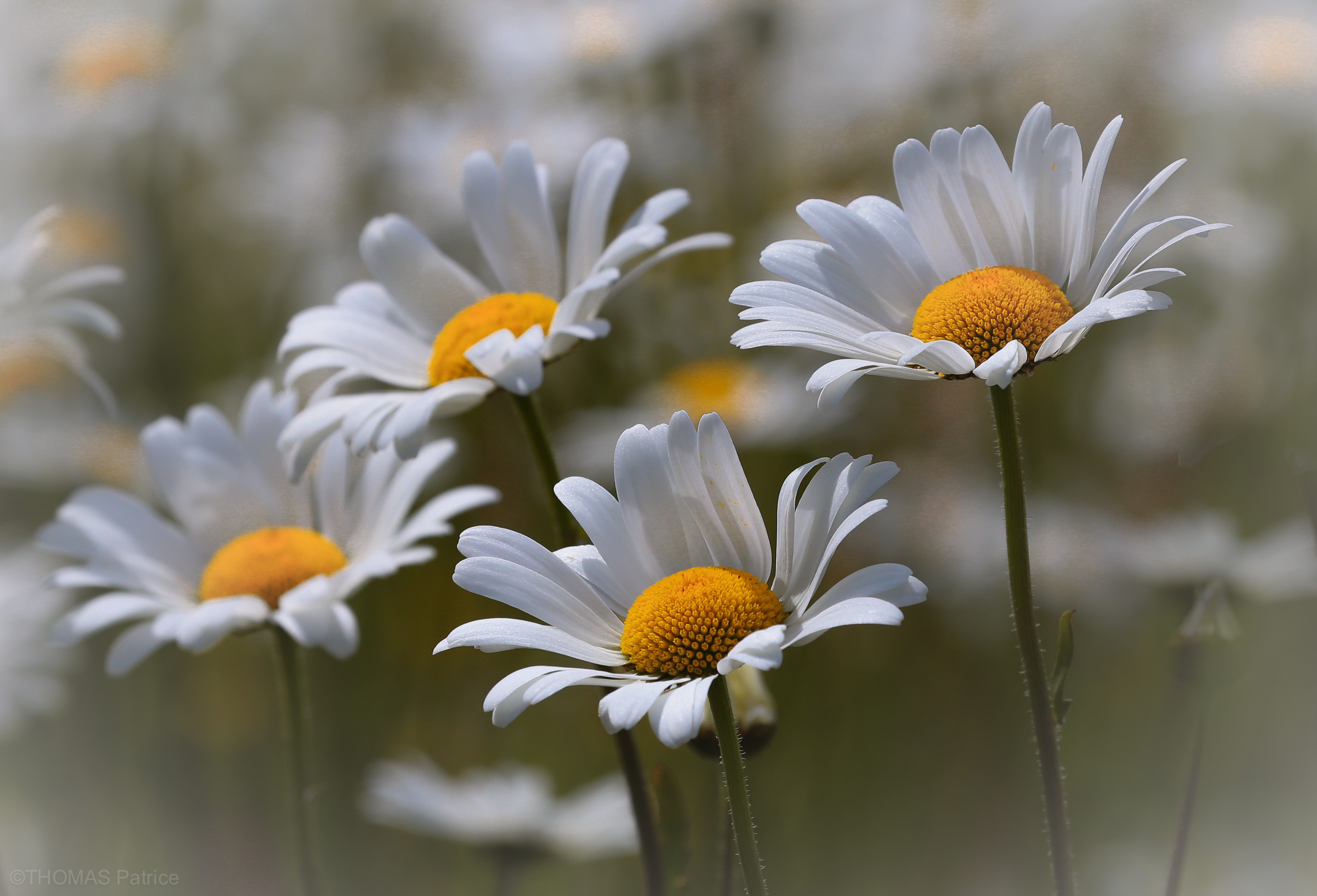 Download White Flower Flower Nature Daisy 4k Ultra HD Wallpaper by ...