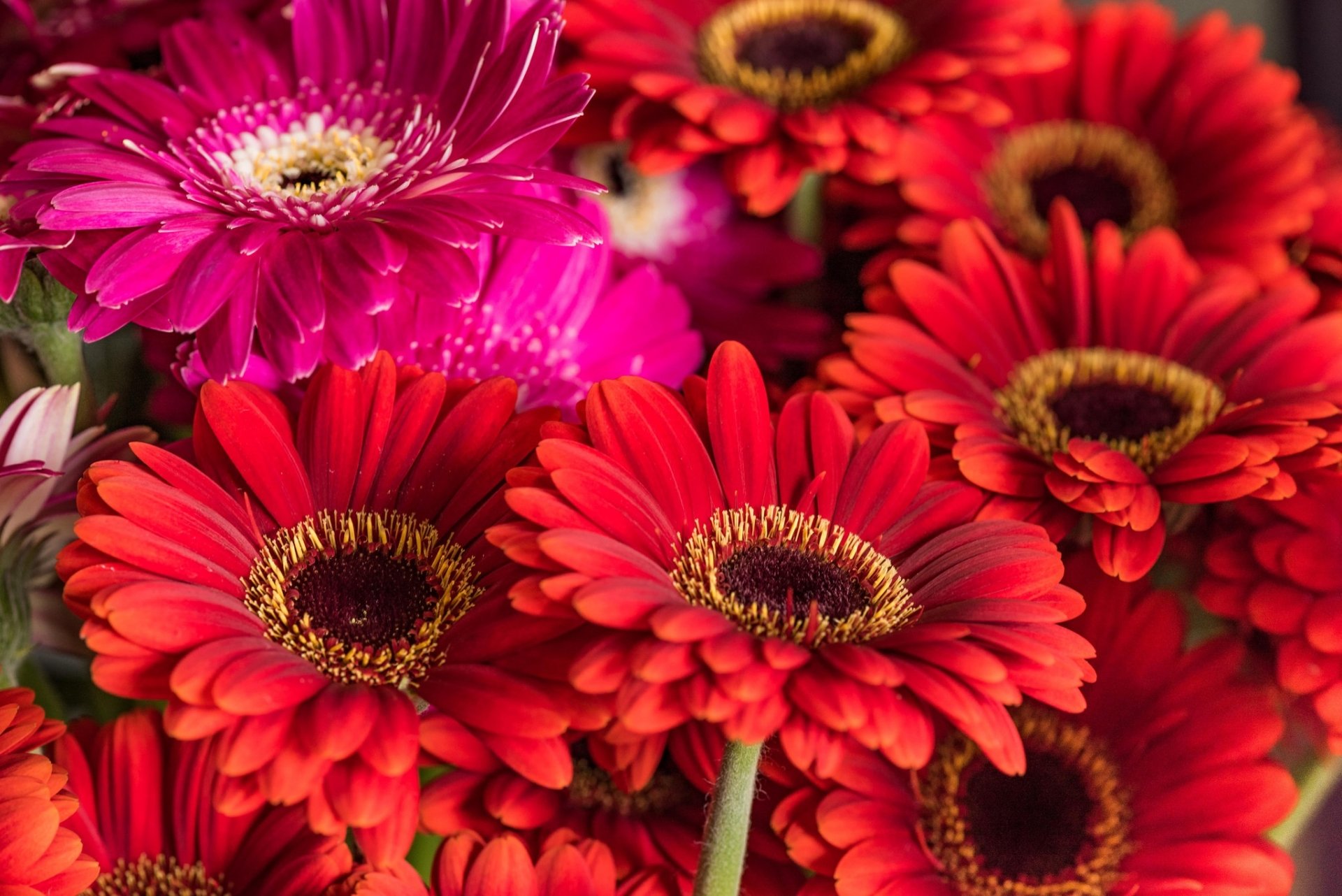 Download Red Flower Flower Nature Gerbera HD Wallpaper