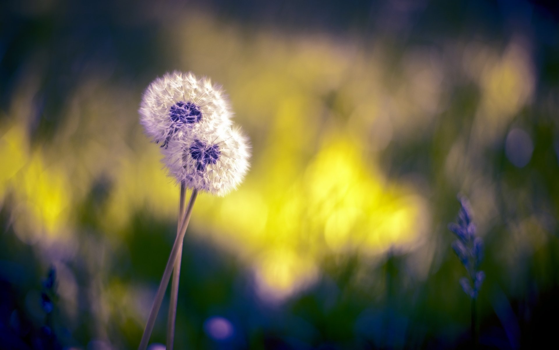 Download Blur Summer Nature Dandelion HD Wallpaper | 2560x1607 ...