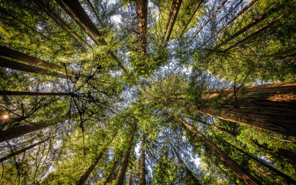 Download Treetops Snow Nature Tree Sky Winter Forest HD Wallpaper by ...