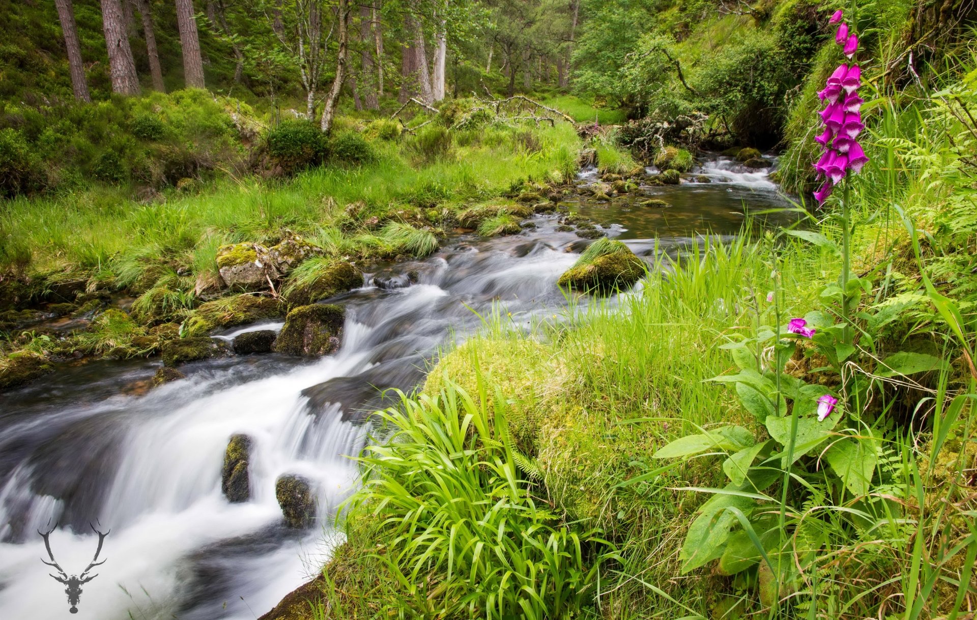 Download Purple Flower Grass Nature Stream HD Wallpaper