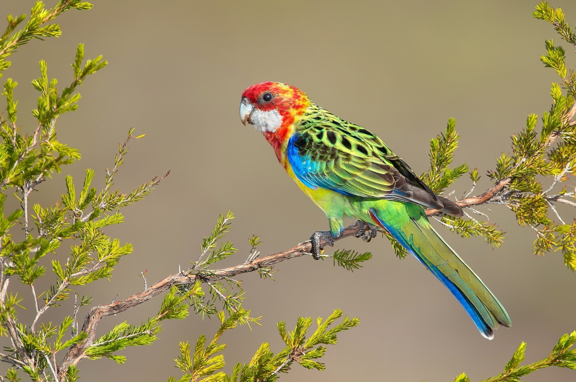 Vibrant Rosella Parrot Perched on Branch - HD Animal Wallpaper