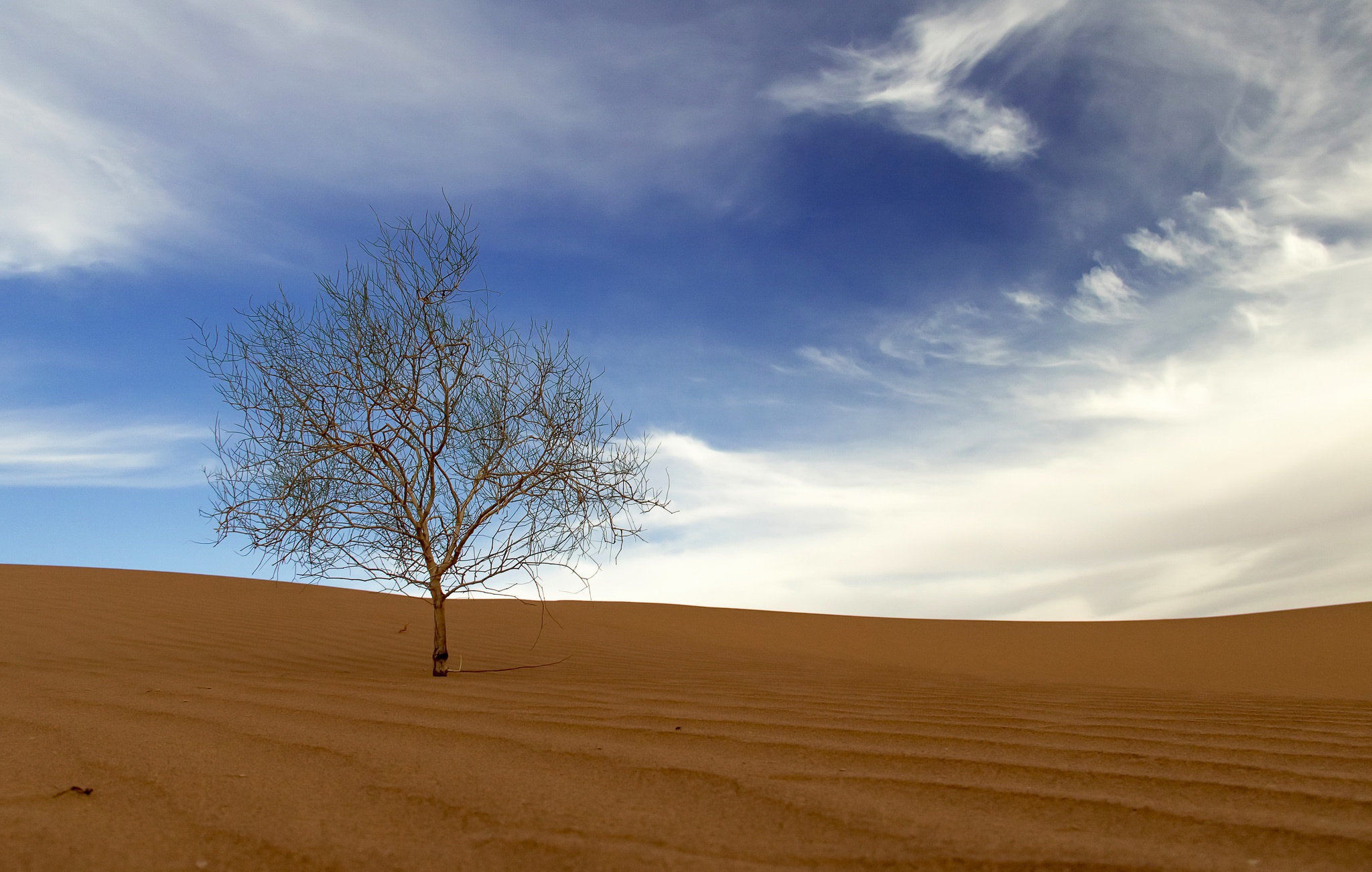 Download Cloud Sand Sky Tree Nature Desert HD Wallpaper