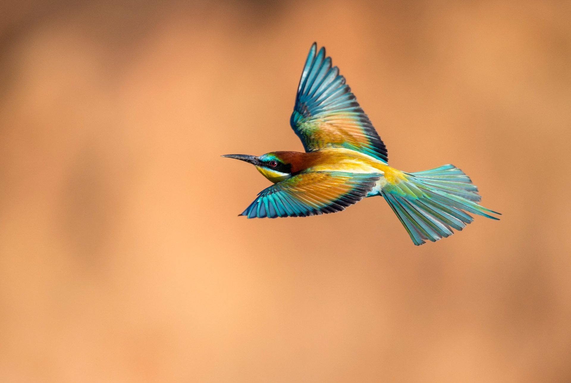 Download Bird Wings Flight Animal Bee-eater HD Wallpaper | 2500x1675 ...