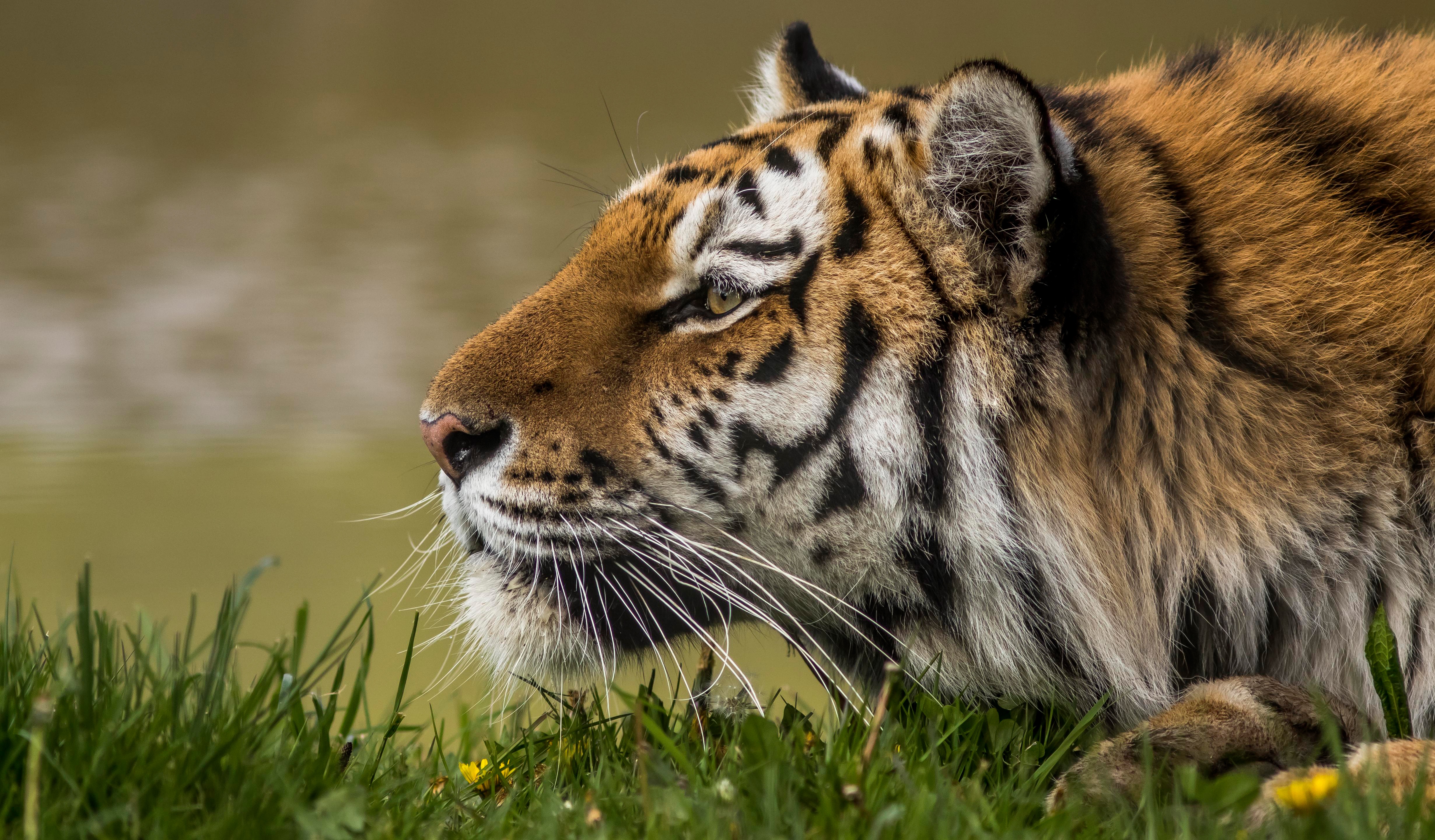 Download Animal Tiger 4k Ultra HD Wallpaper
