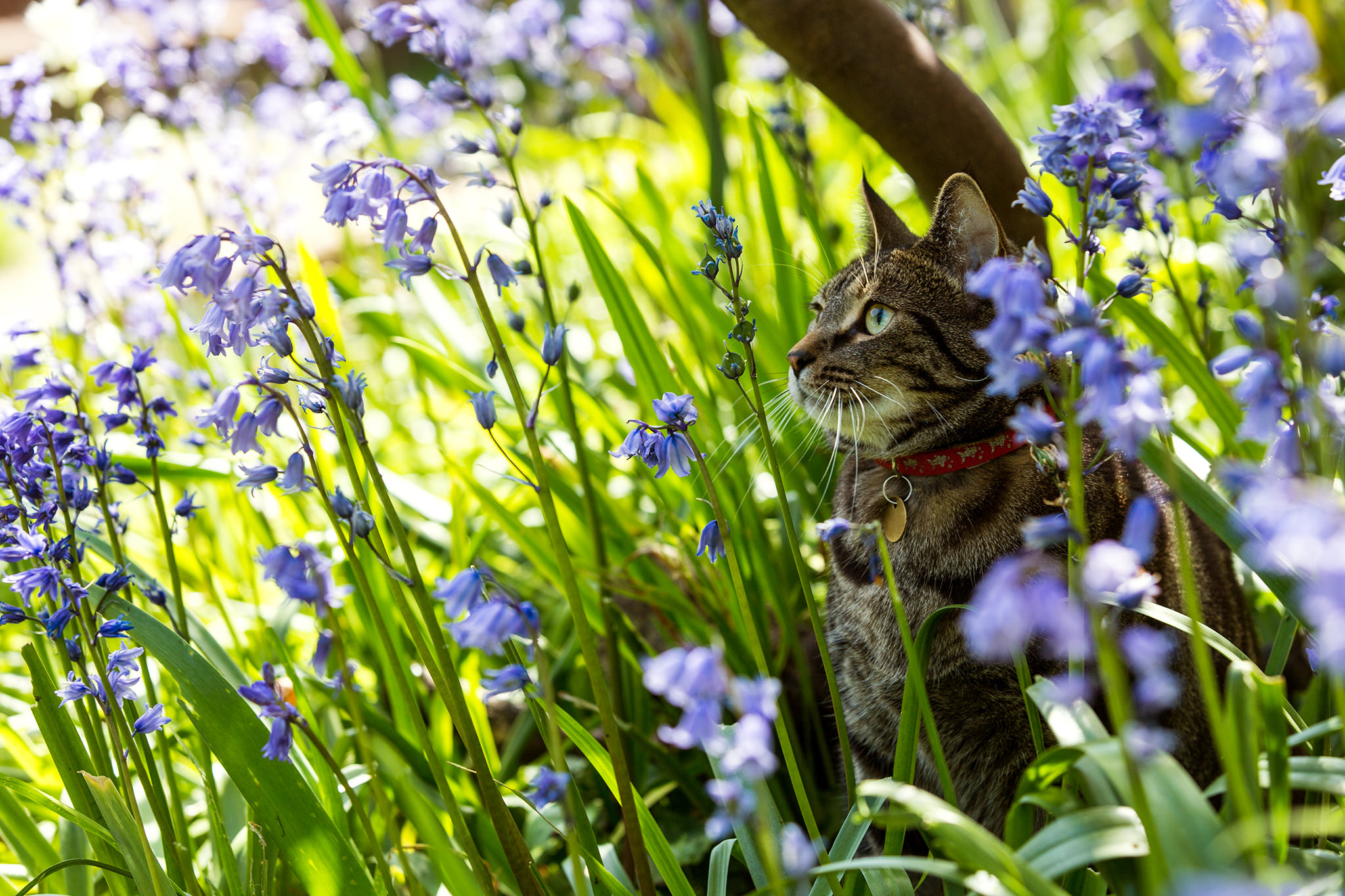 Cat Between Flowers Wallpapers