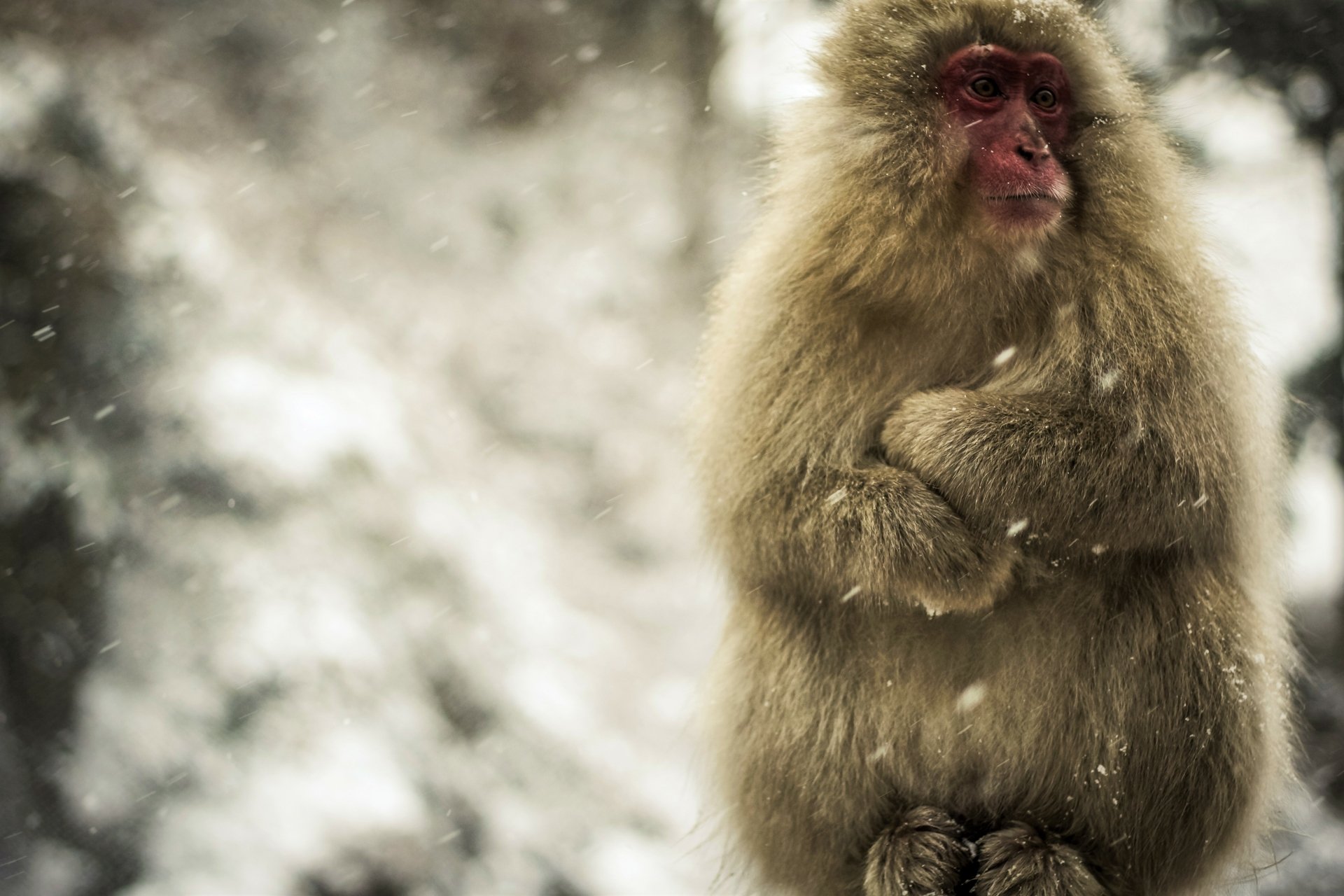 Download Snowfall Macaque Monkey Animal Japanese Macaque Snow Monkey 4k ...