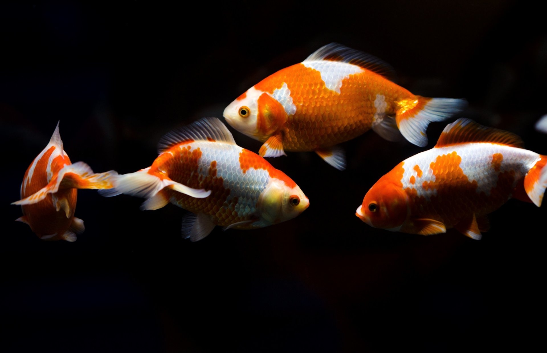 Vibrant Sea Life: HD Koi Fish in Motion