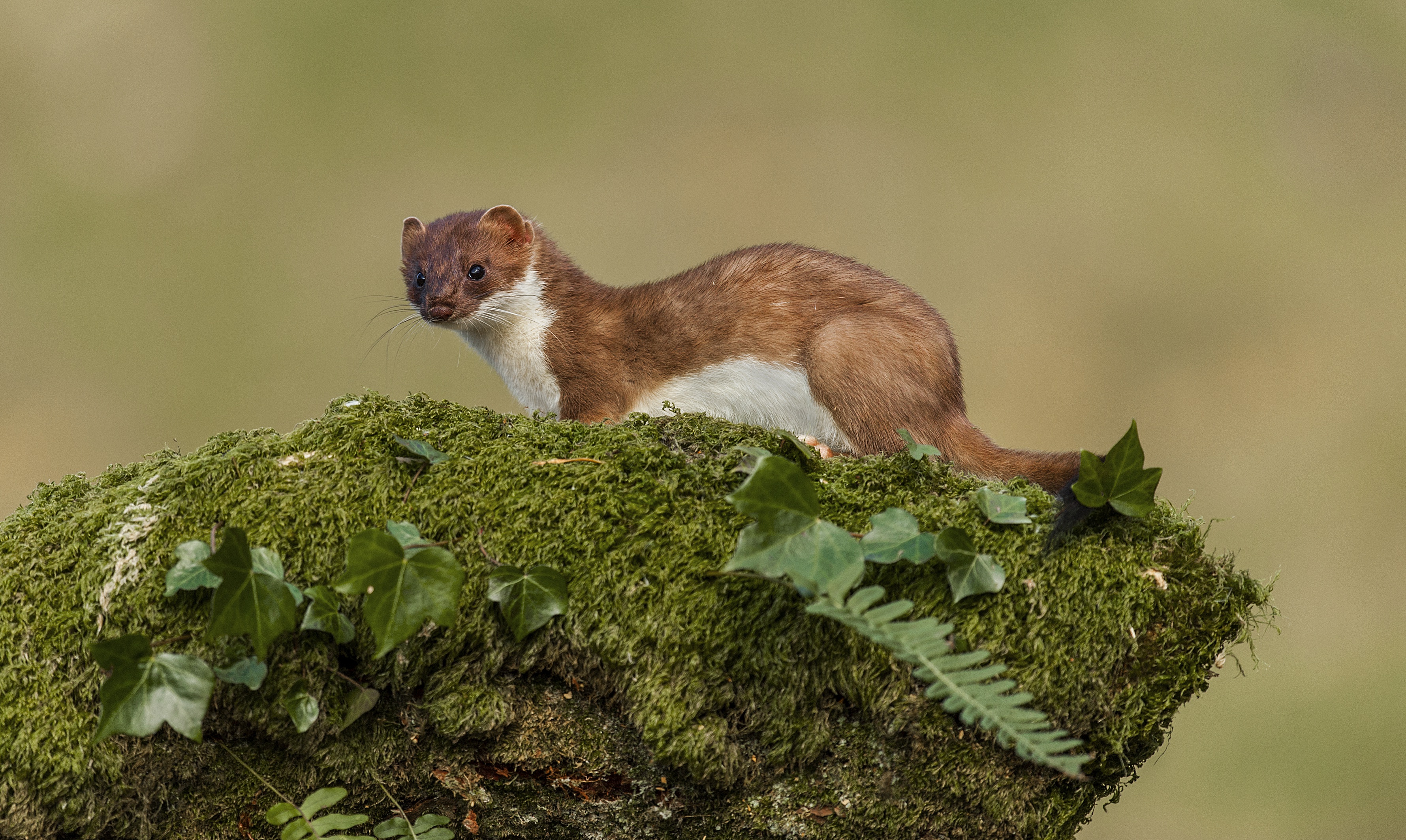 Stoat HD Wallpaper | Background Image | 3560x2128