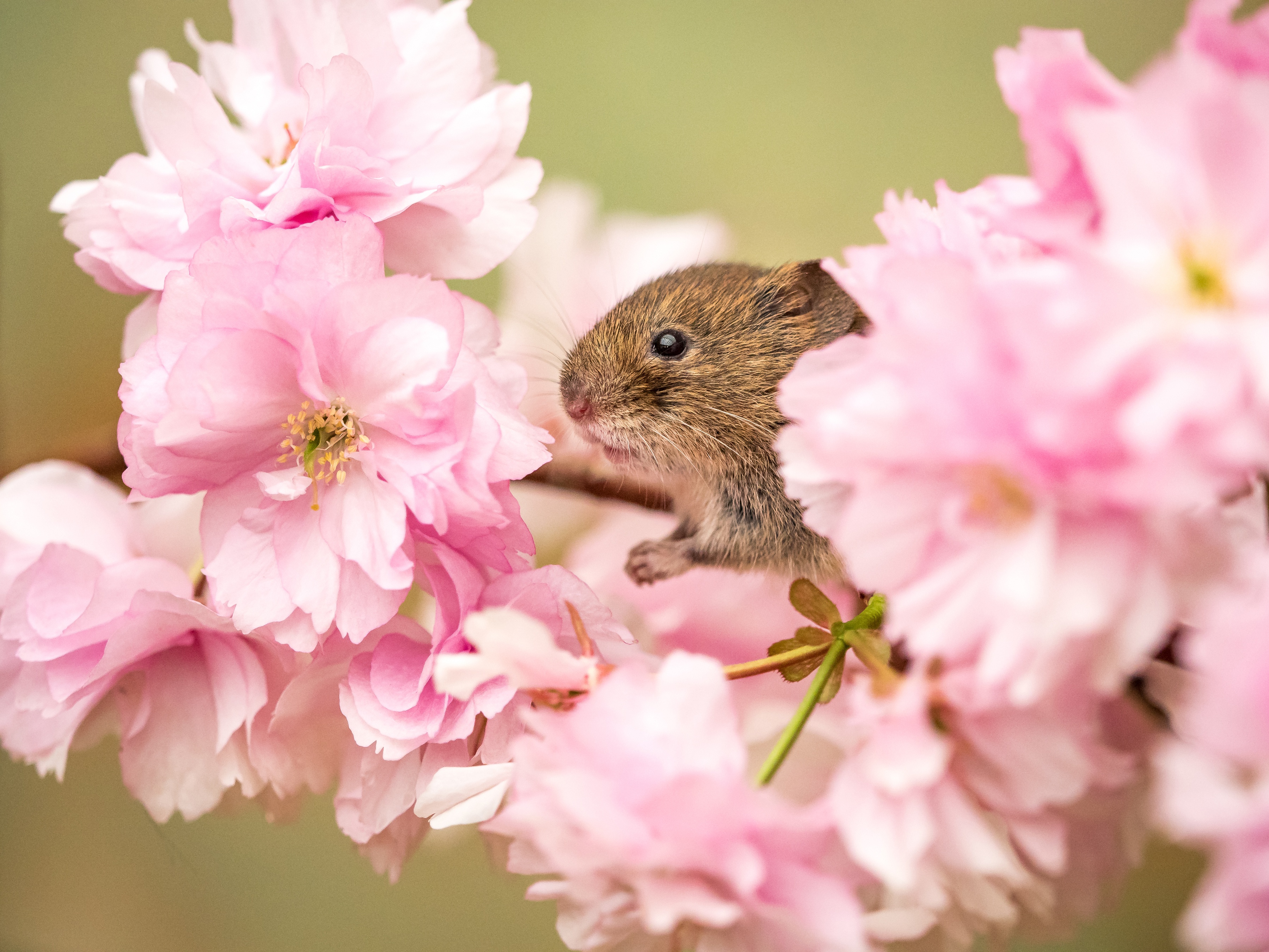 Download Pink Flower Close-up Flower Blossom Rodent Animal Mouse HD ...