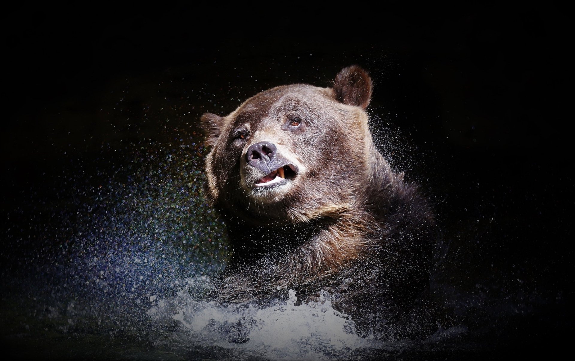 Download Splash Water Animal Bear HD Wallpaper