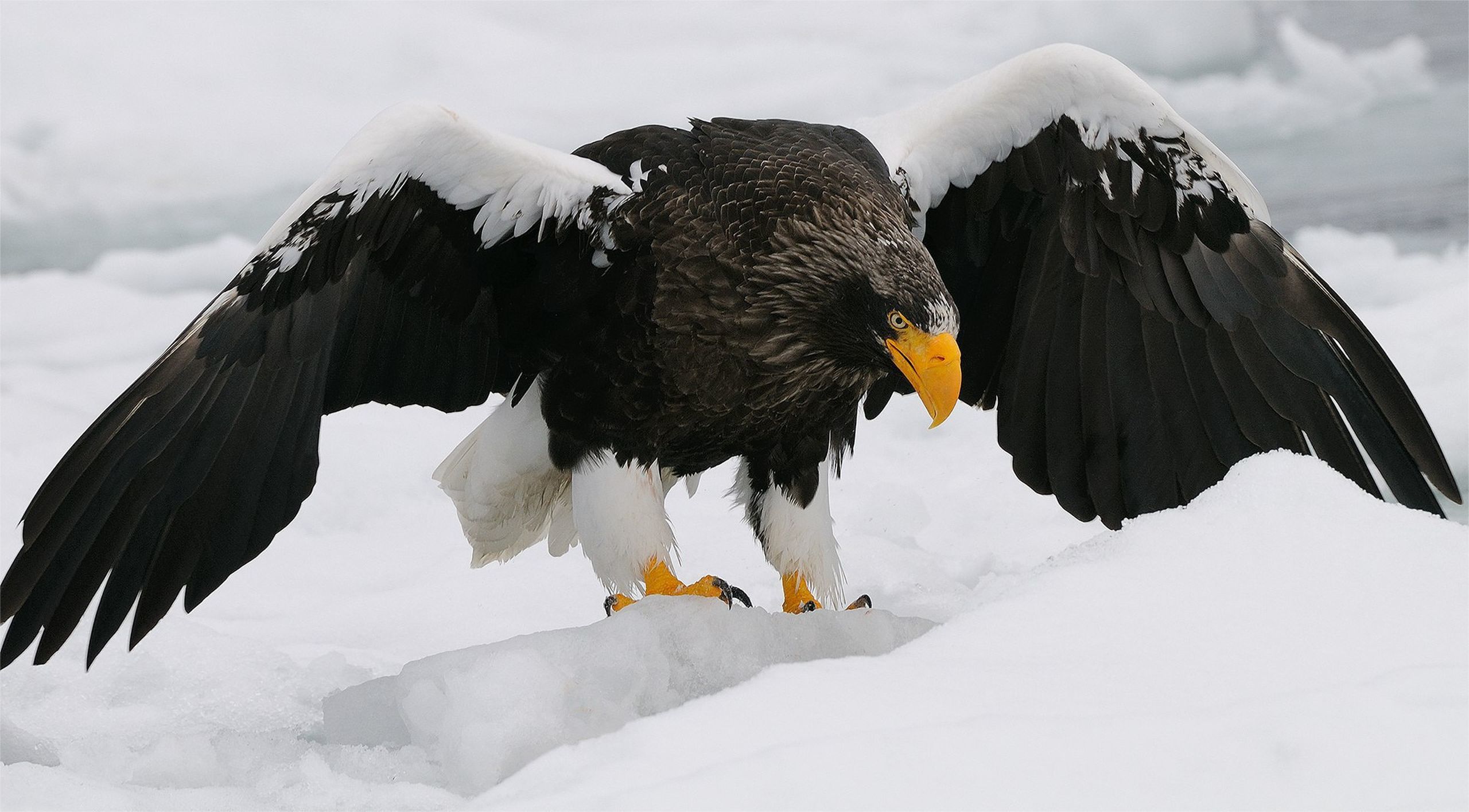 White-Tailed Eagle