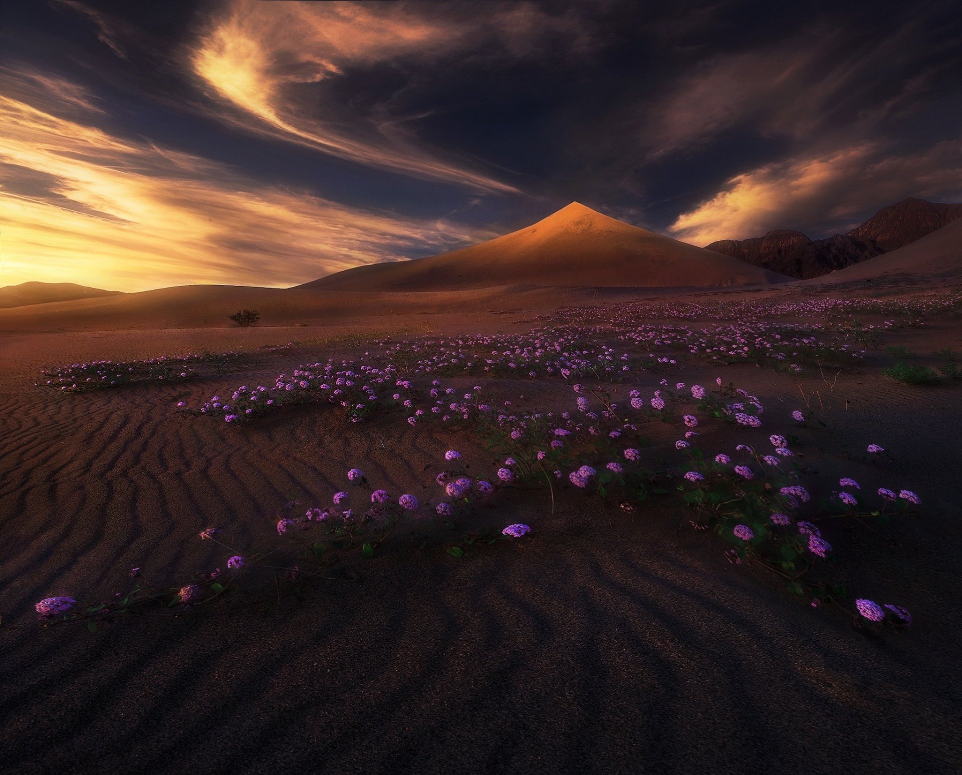 Desert Bloom at Sunset: Purple Flowers Amid Golden Sands HD Wallpaper
