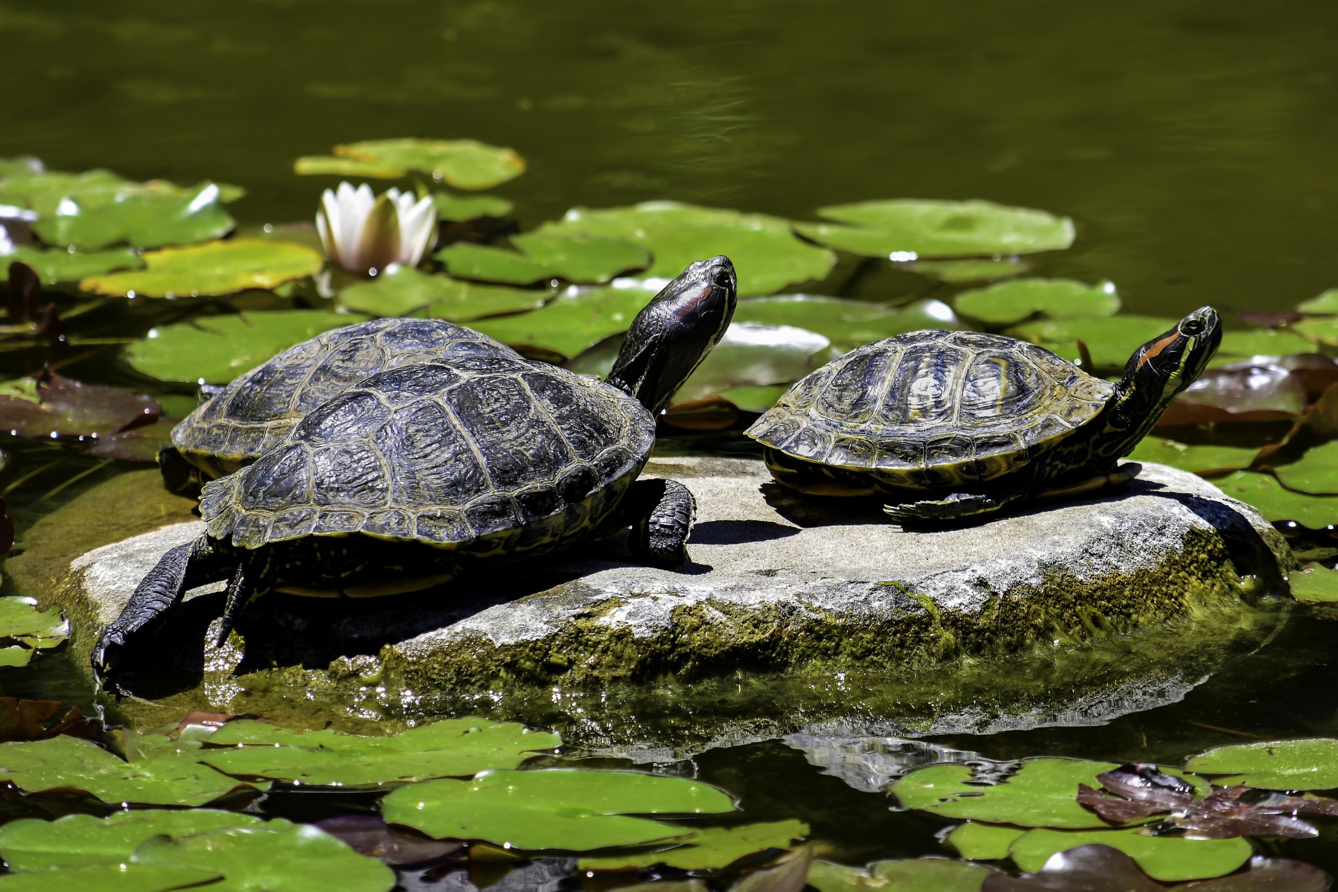 Tranquil Turtle Haven: HD Lily Pad Pond Wildlife Wallpaper