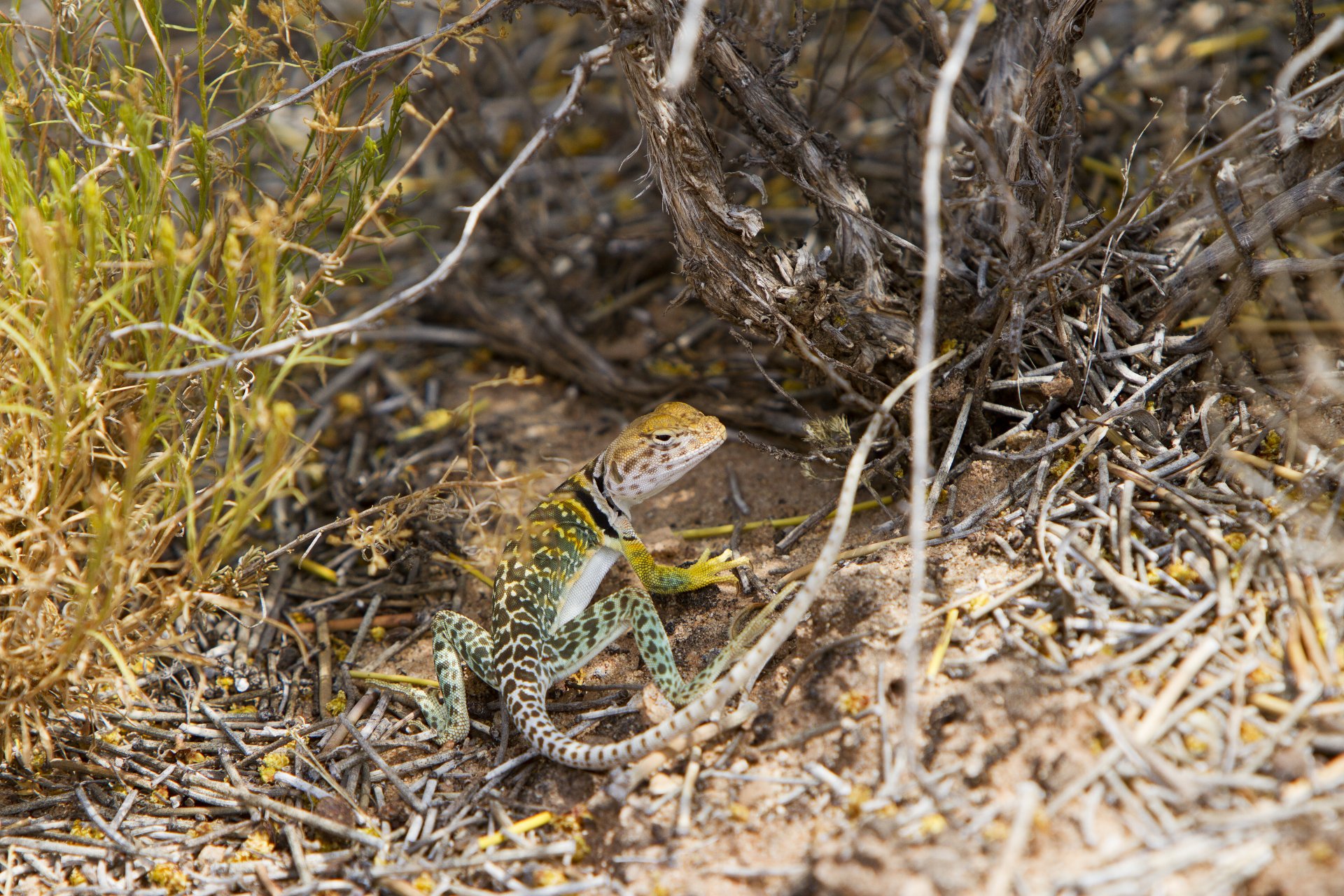 Animal Collared Lizard 4k Ultra HD Wallpaper by Andrew Kuhn
