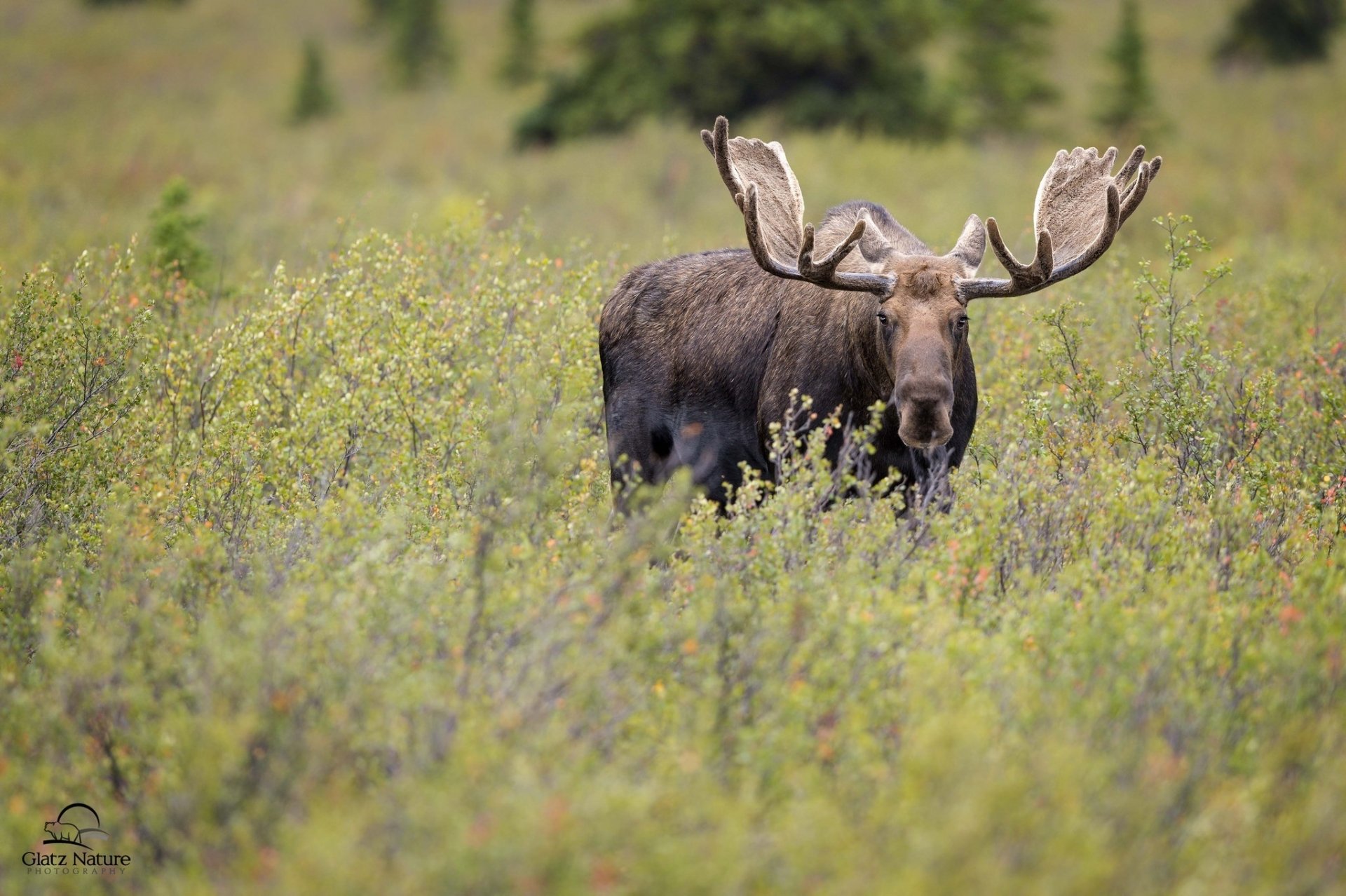 Download Stare Animal Moose HD Wallpaper