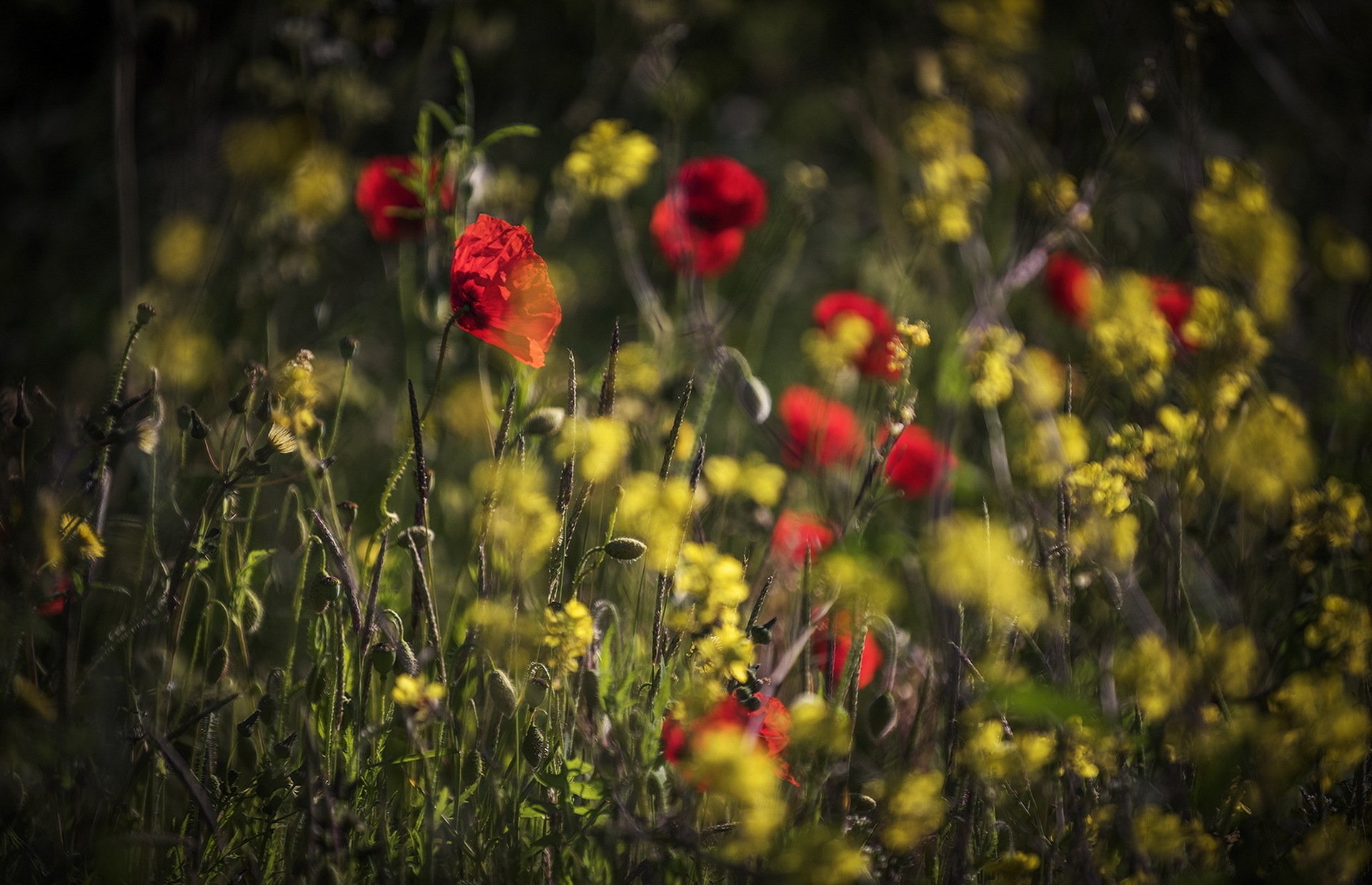 Download Blur Summer Red Flower Flower Nature Poppy HD Wallpaper ...