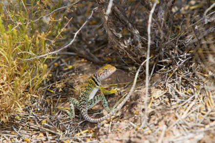 Collared Lizard - Desktop Wallpapers, Phone Wallpaper, PFP, Gifs, and More!
