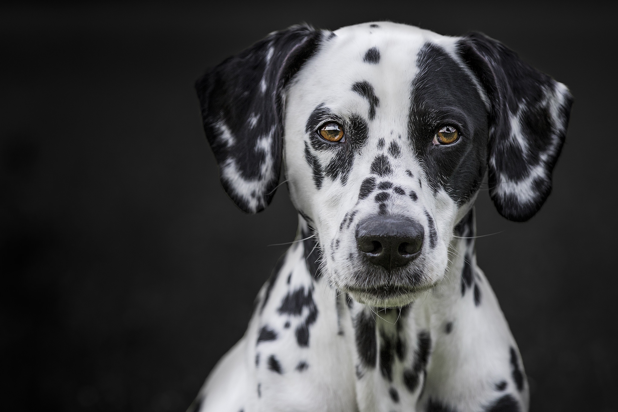 Dalmatian Gaze: HD Close-Up of a Staring Dog Muzzle