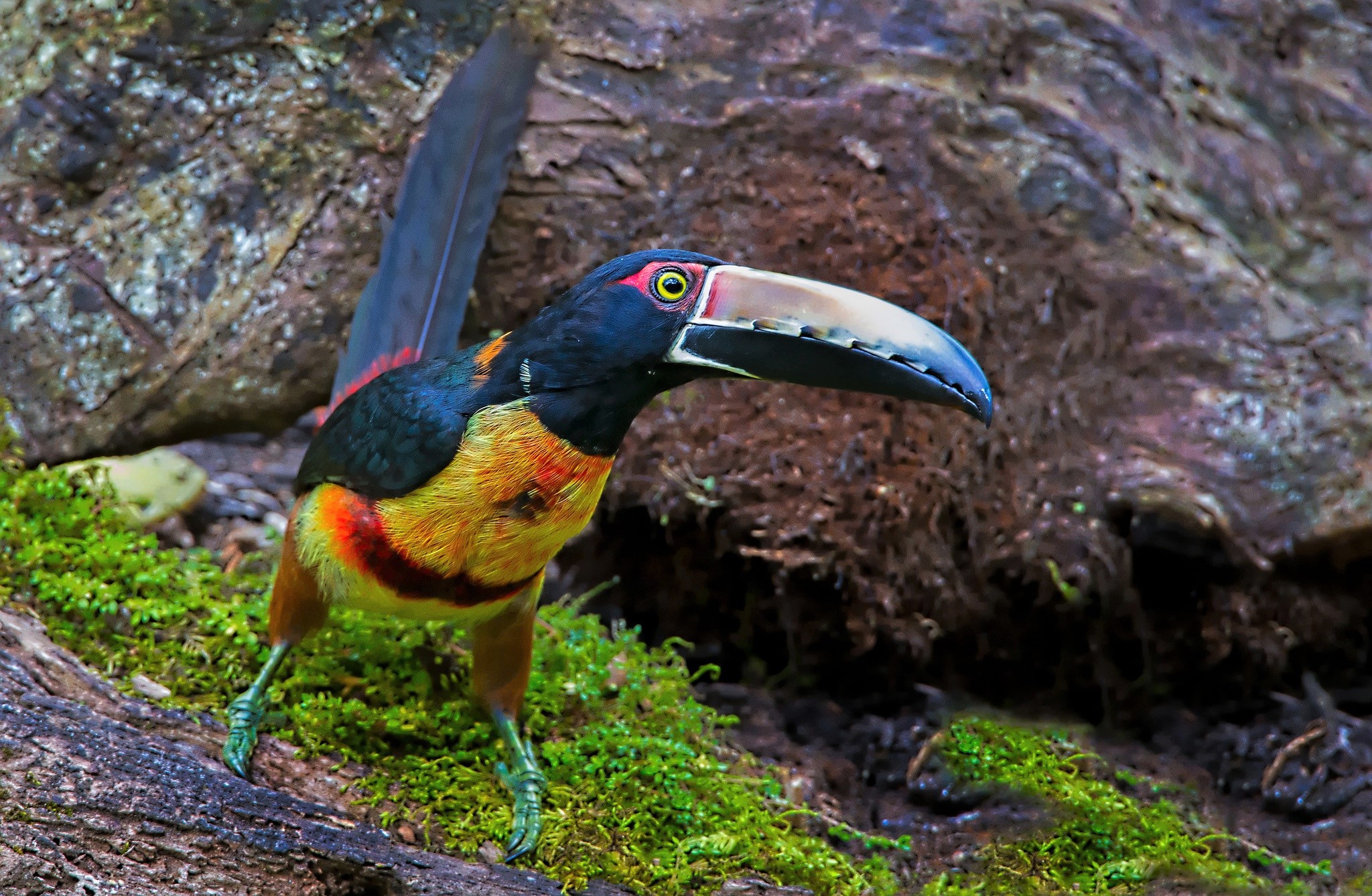 Toucan HD Wallpaper