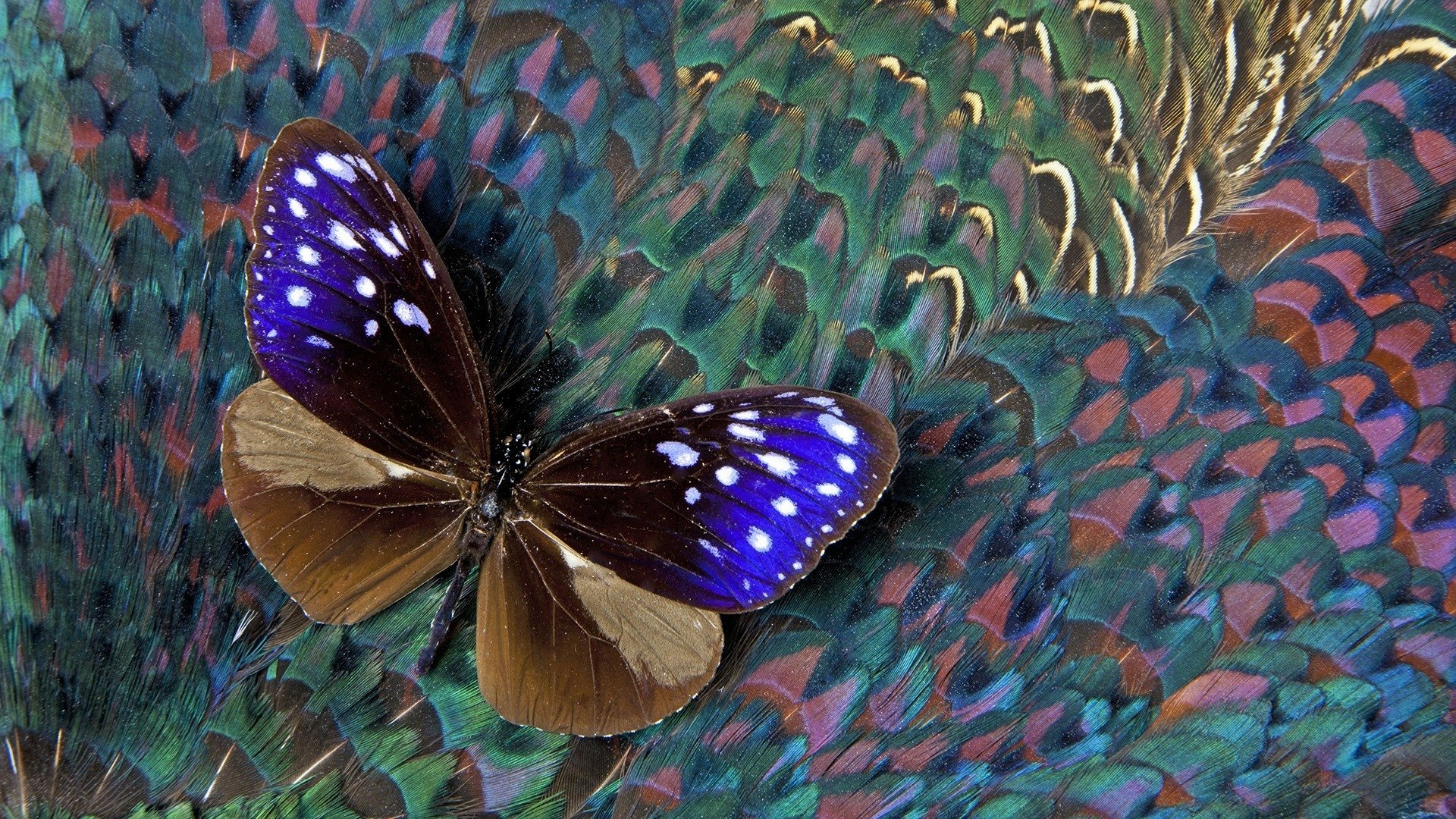 Butterfly on Pheasant Feathers