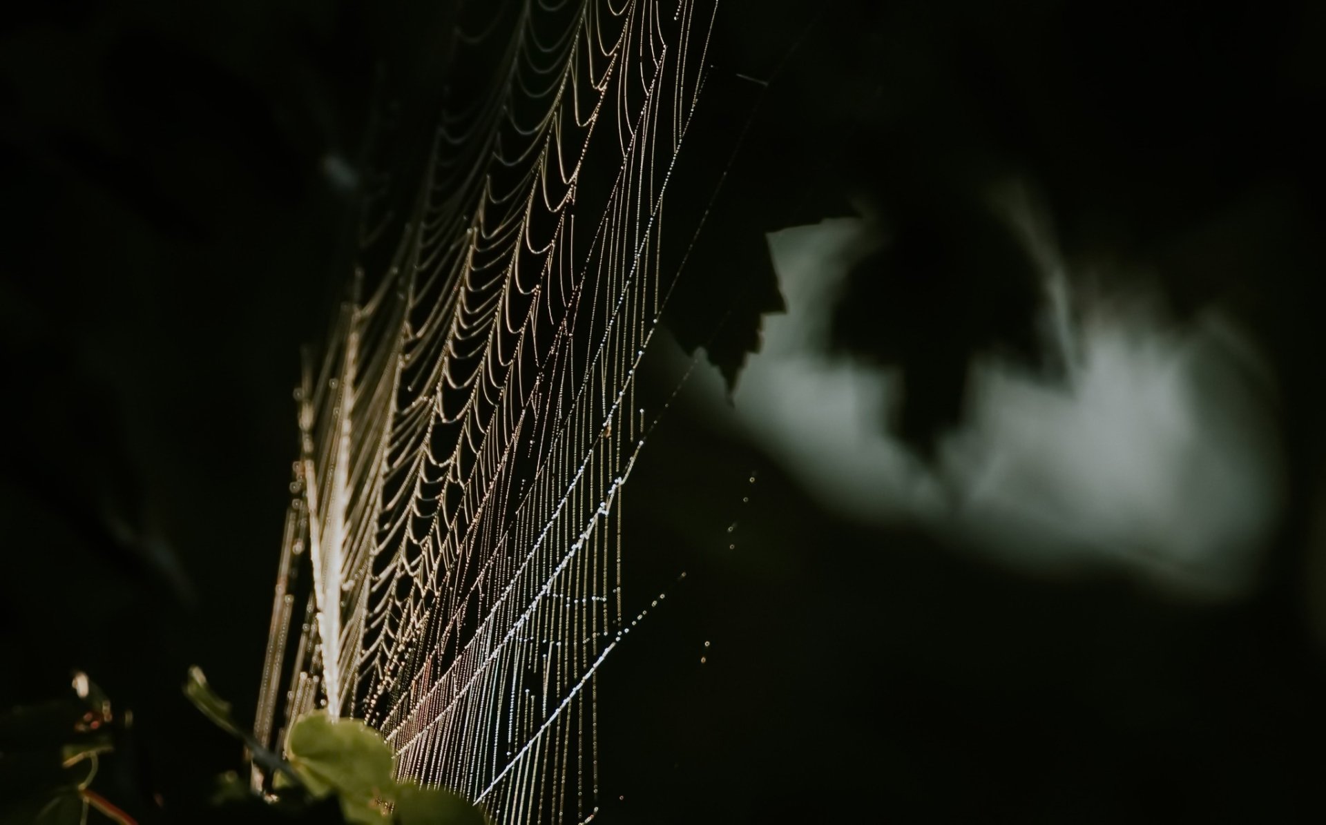 Download Macro Photography Spider Web HD Wallpaper