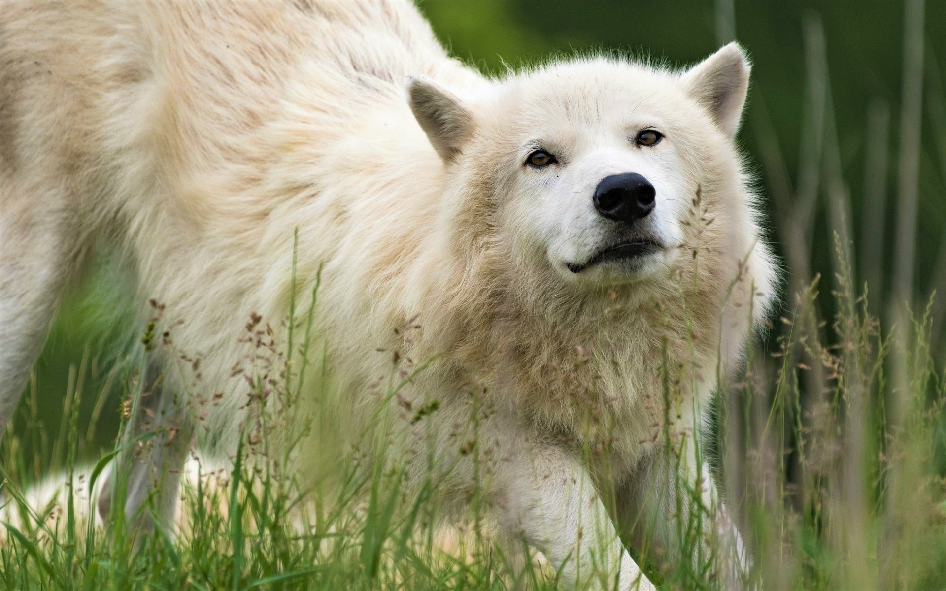 Majestic White Wolf HD Wallpaper – Nature's Noble Predator in Focus