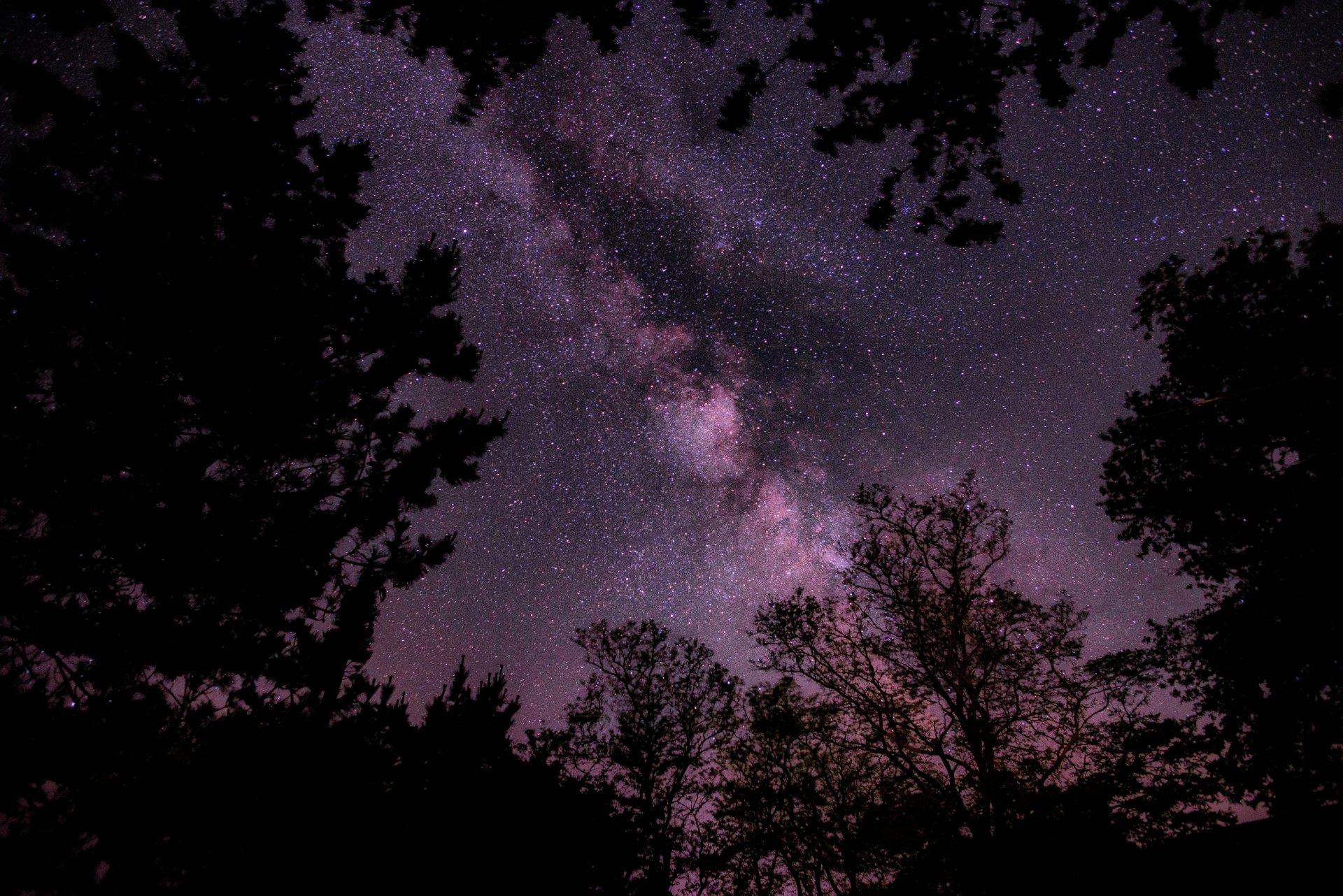 Milky Way Nightscape: Silhouetted Trees Under a Starry 4K Sky