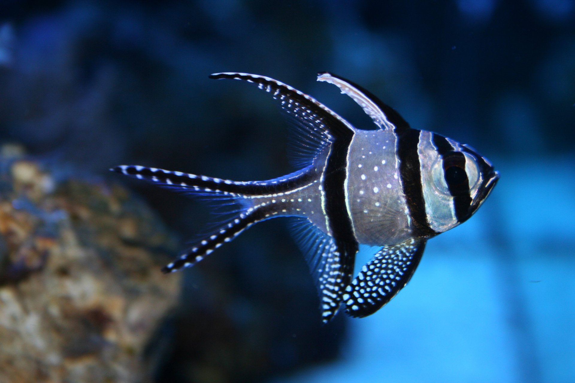 Download Underwater Tropical Animal Fish HD Wallpaper