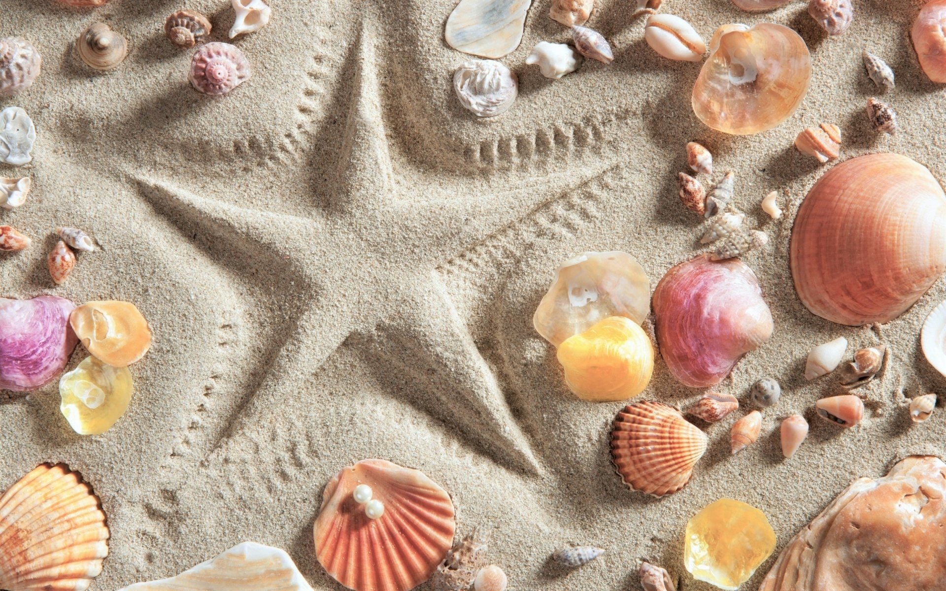 Seashells in the Sand